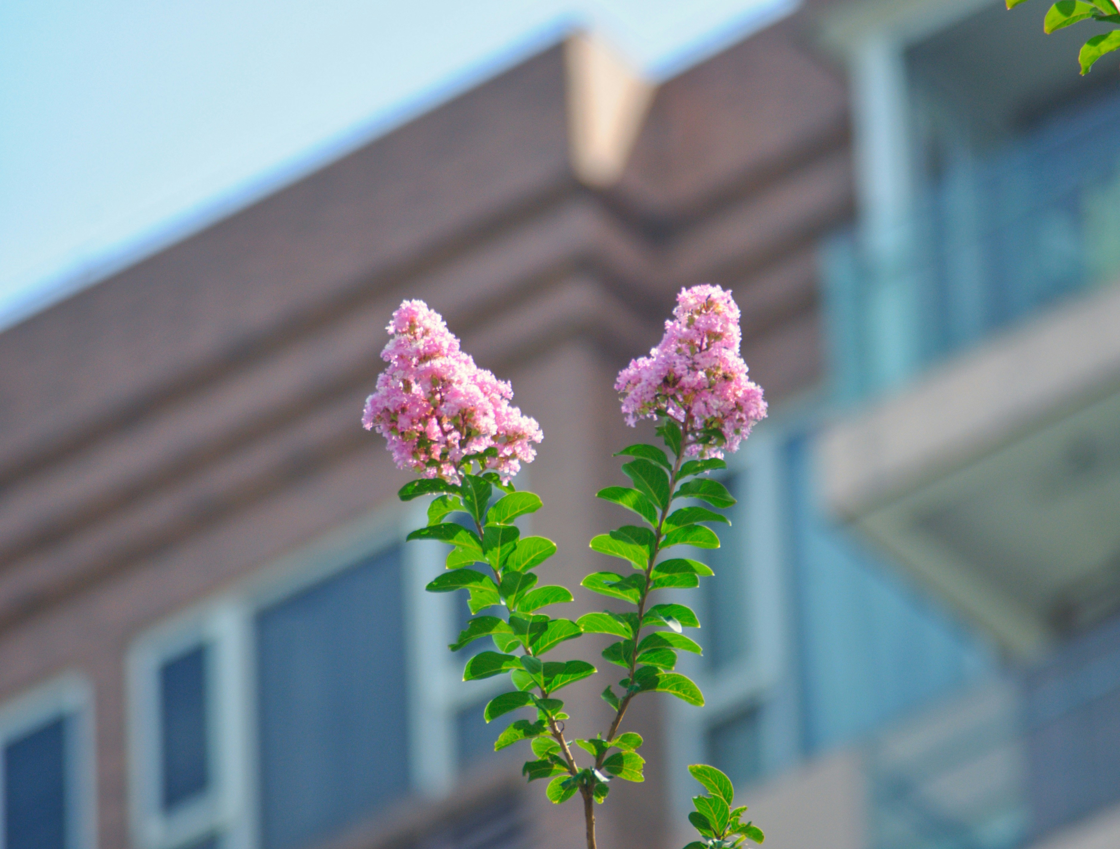 Pink Lilac Stems Reaching Toward a City Sky