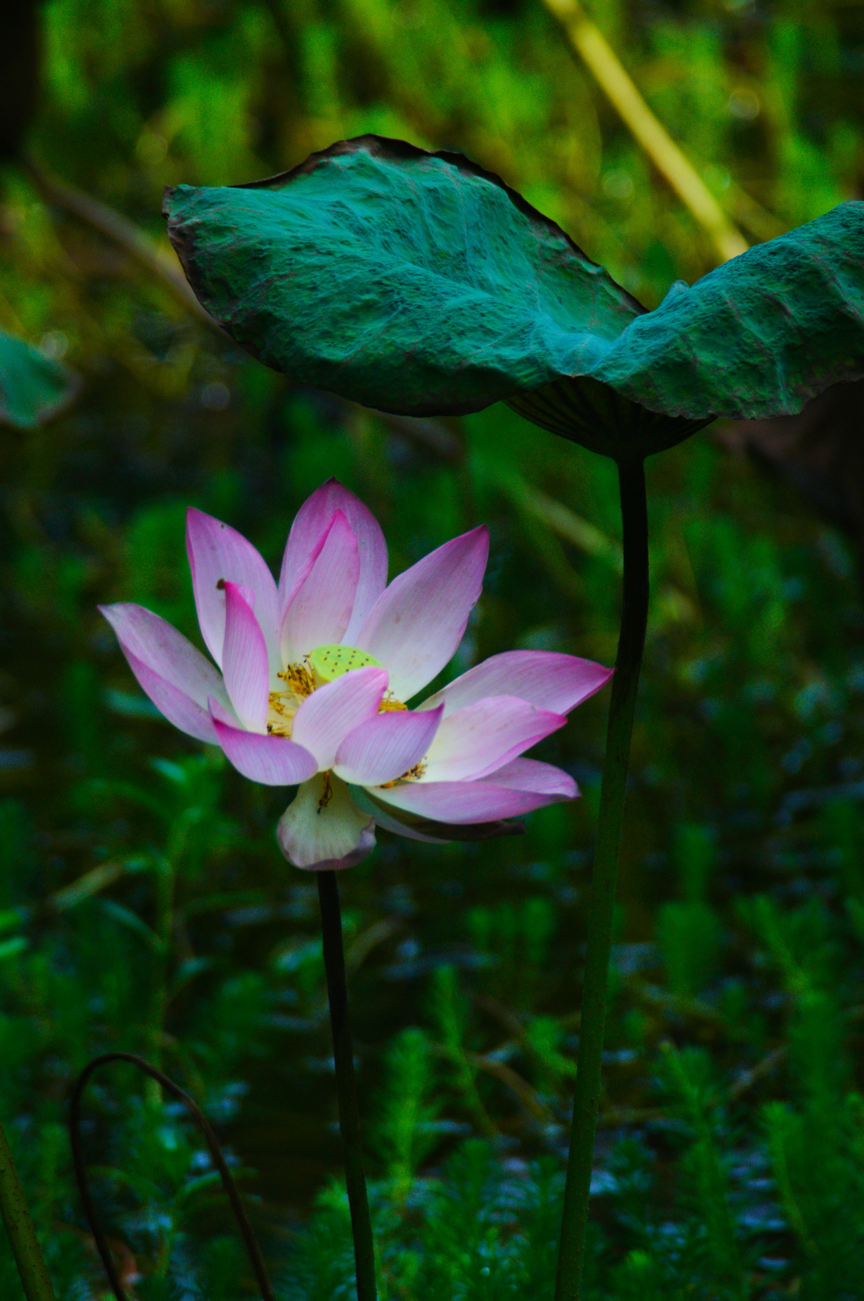 Pink Lotus in a Quiet Pond: Light on Petals