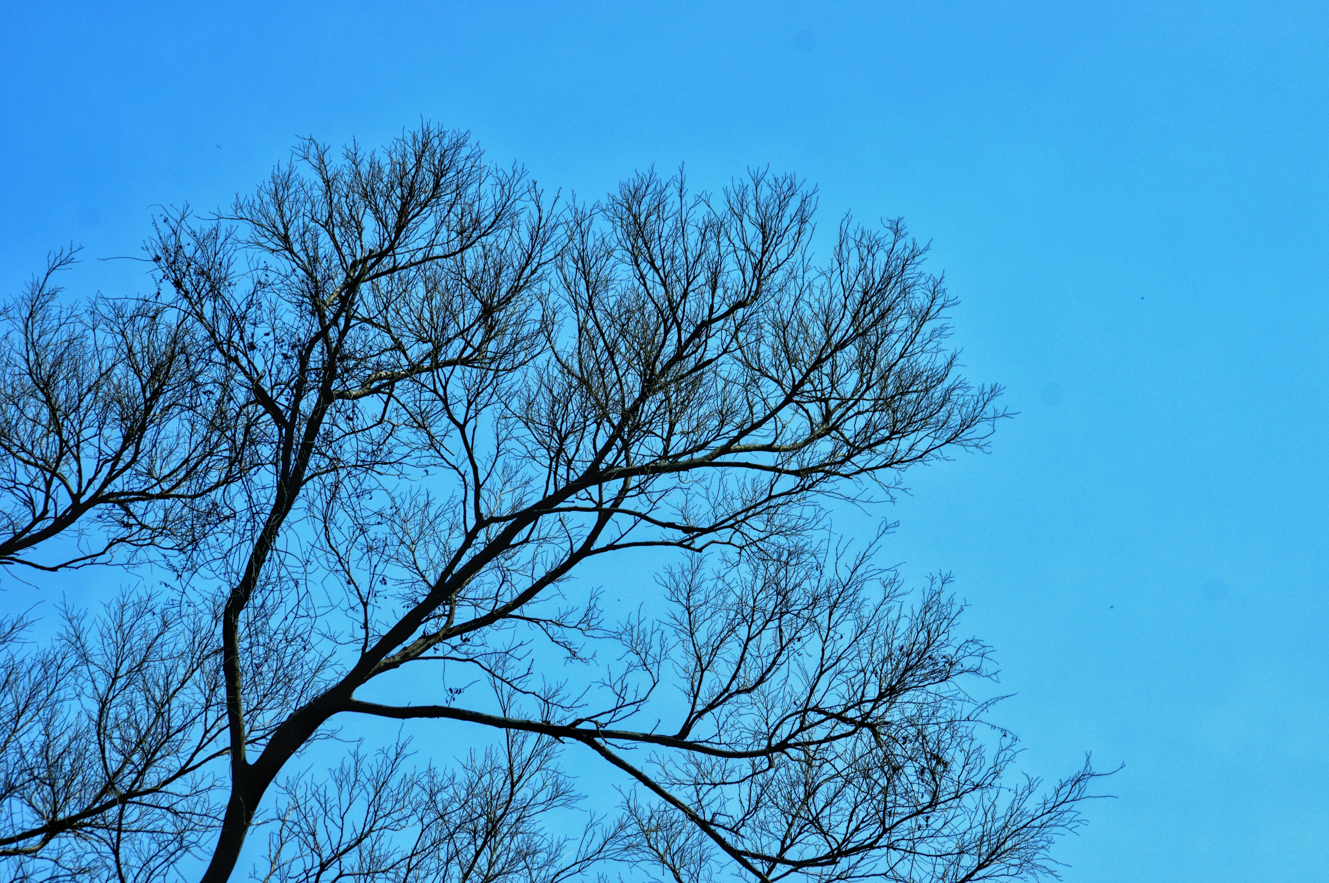 Branching silhouettes against a crisp blue sky