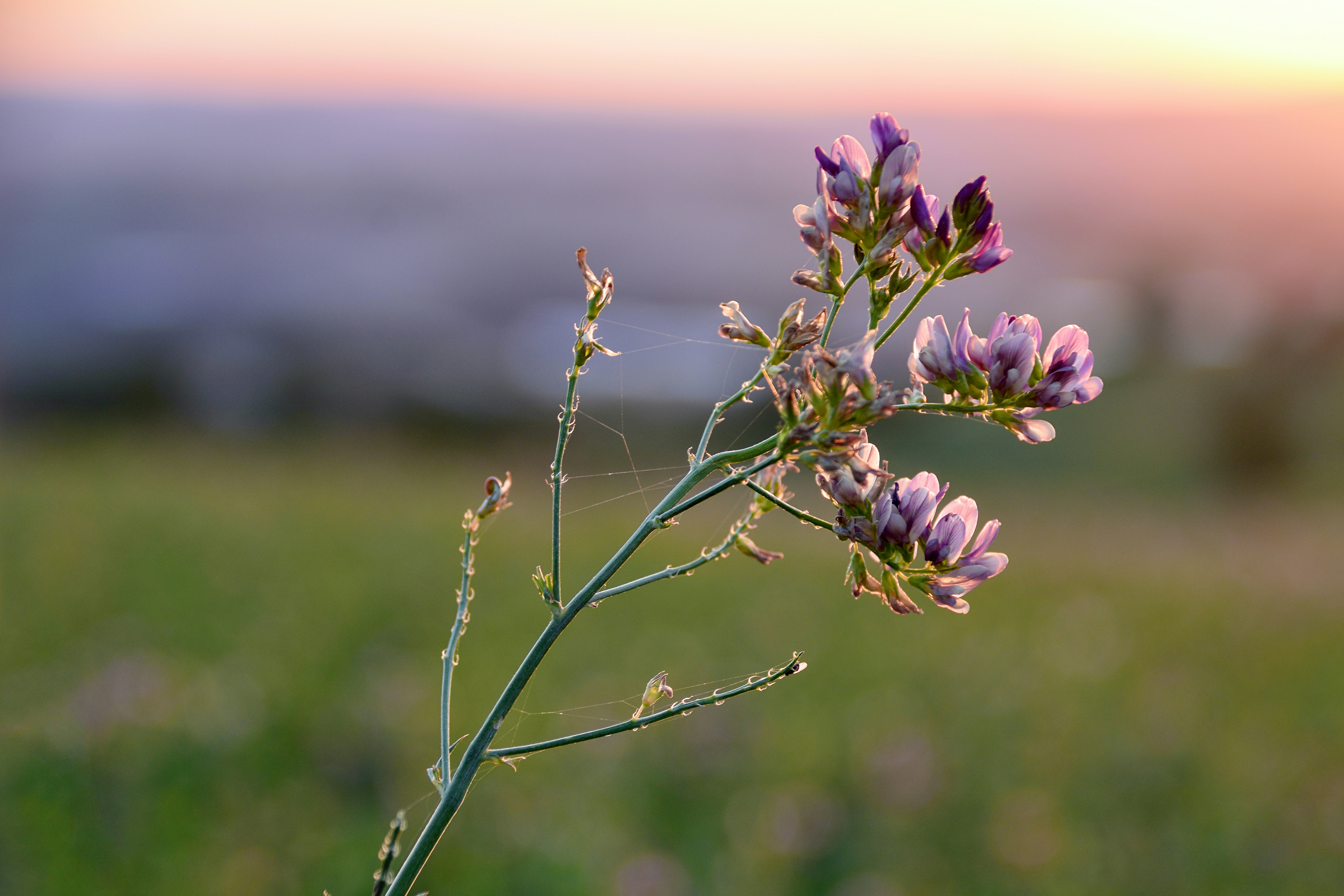 Dawn-kissed Wildflower Bloom Against a Velvet Horizon