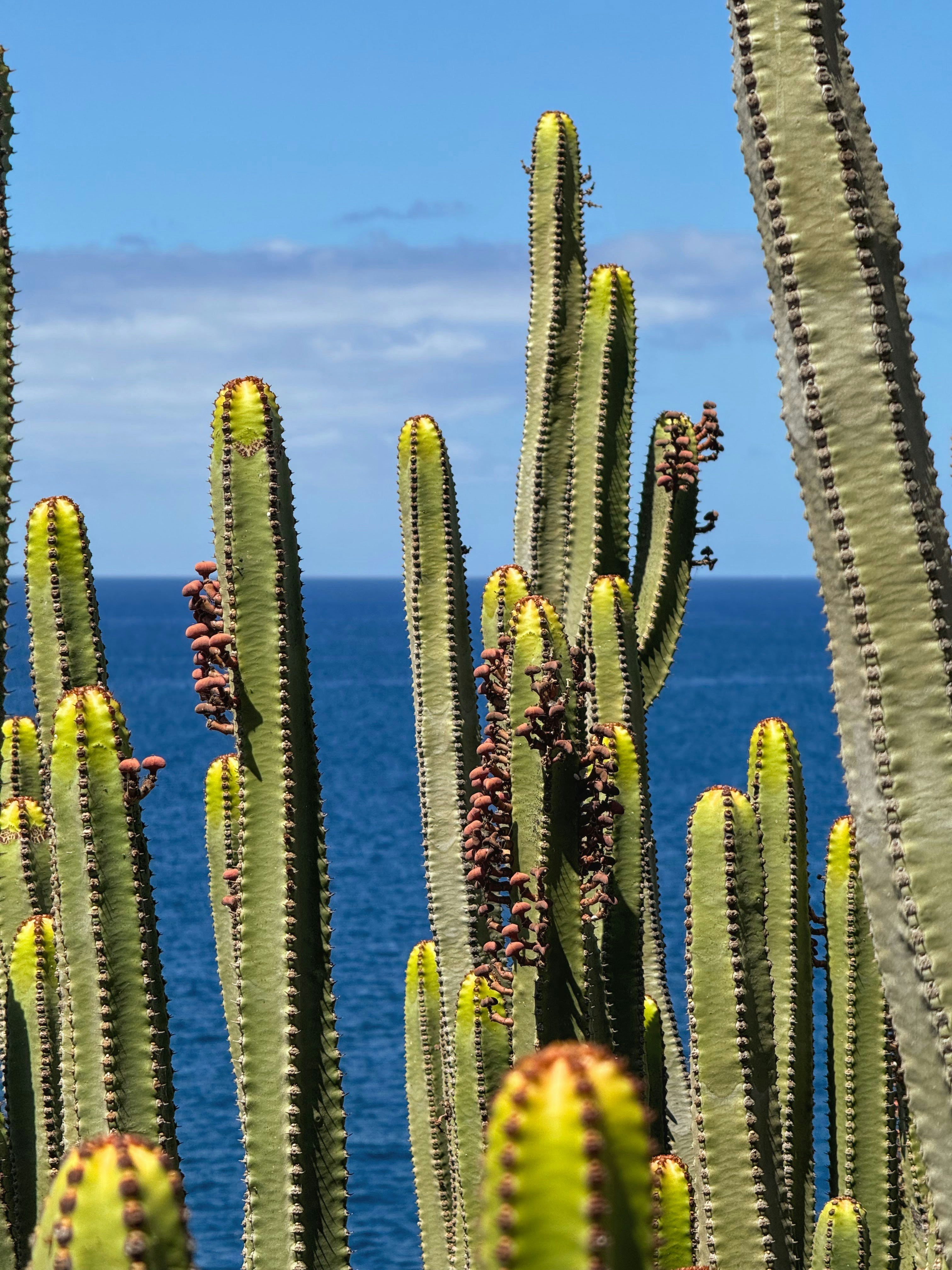 Tall Cacti by the Sea: Sunlit Succulents Reach Toward a Blue Horizon