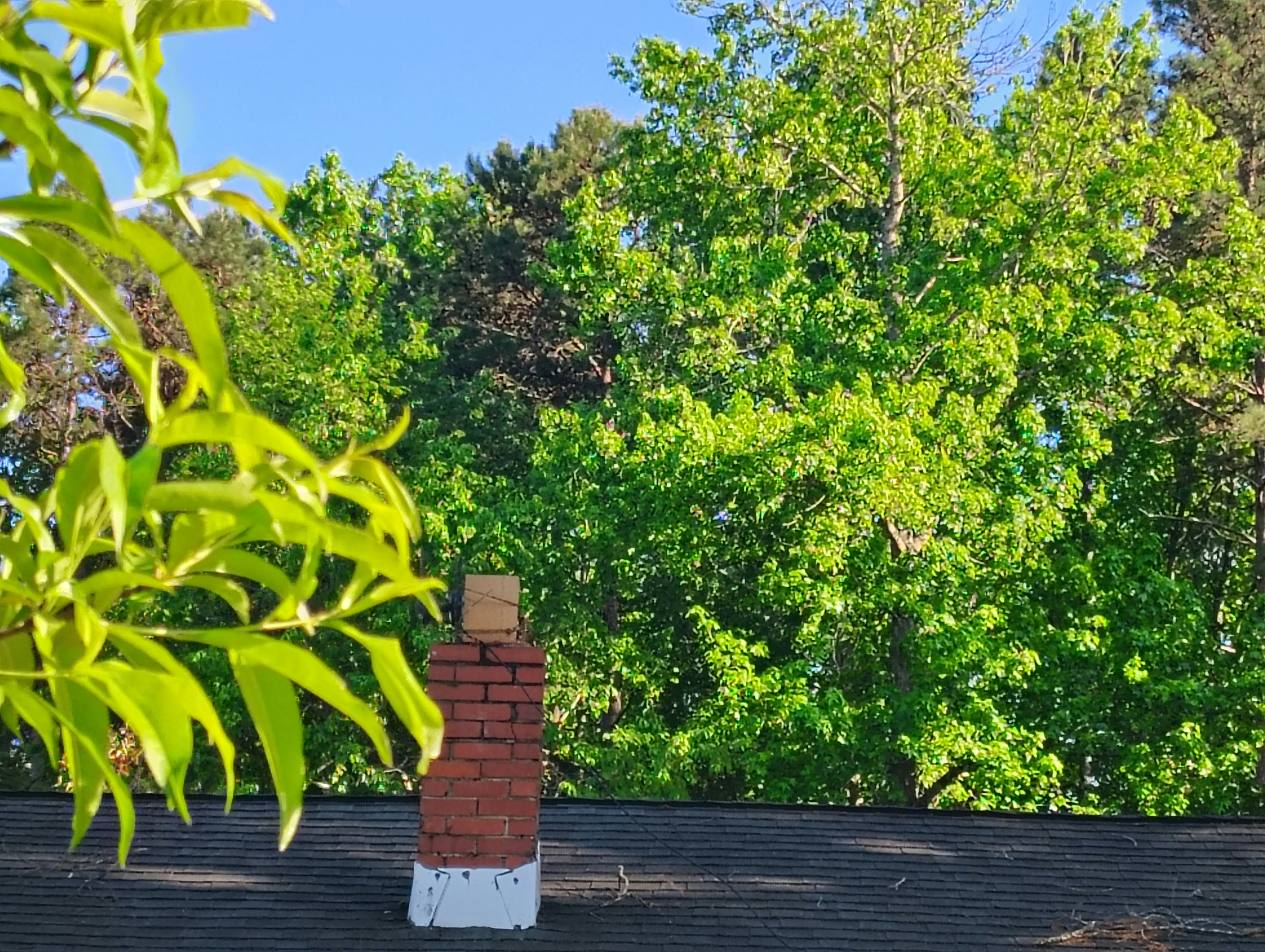 Sunny Rooftop Quiet: Bricks, Brick Chimney, and Verdant Canopy