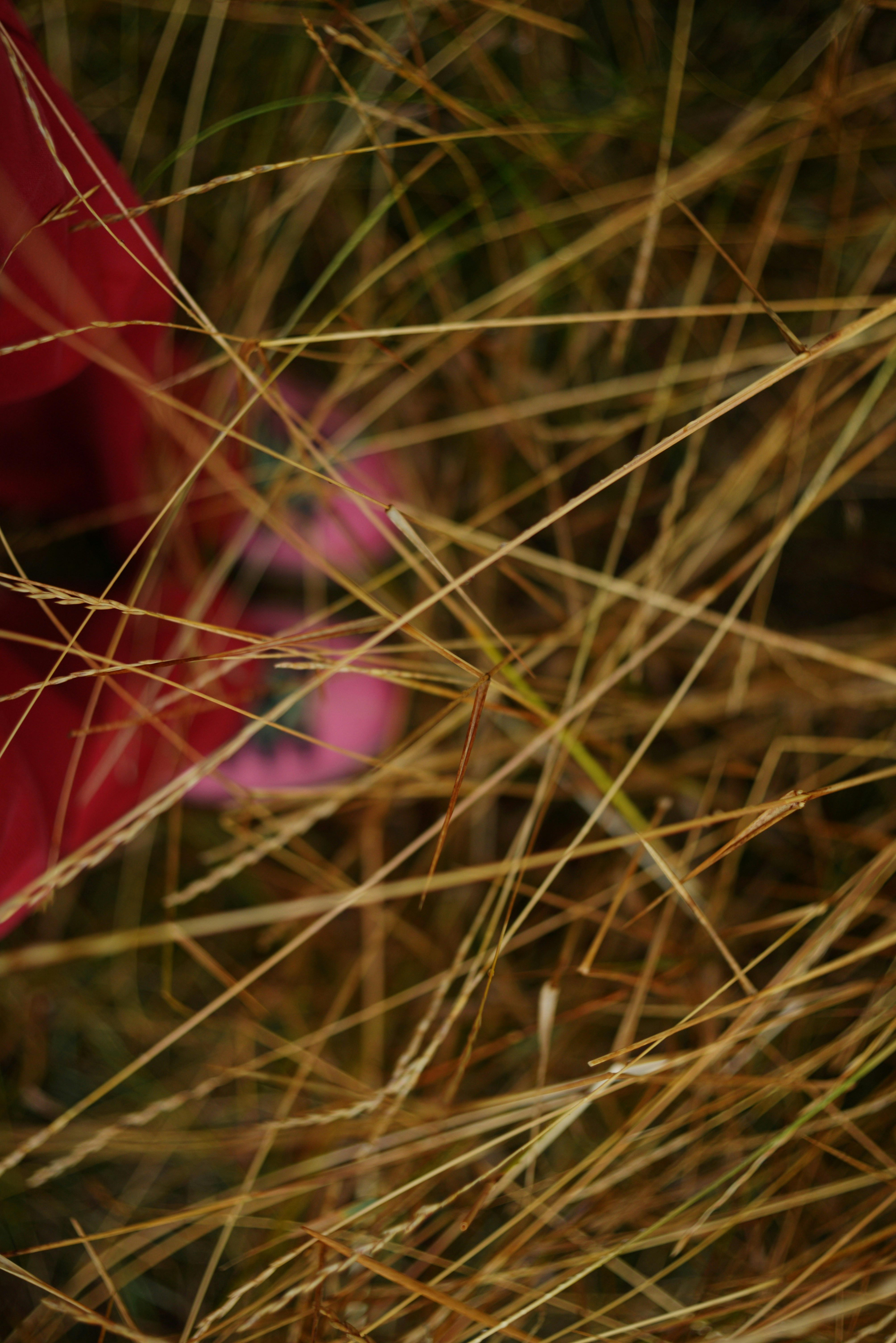 Tangled Blades: a close-up of dry grass threads weaving through a hinted red fabric