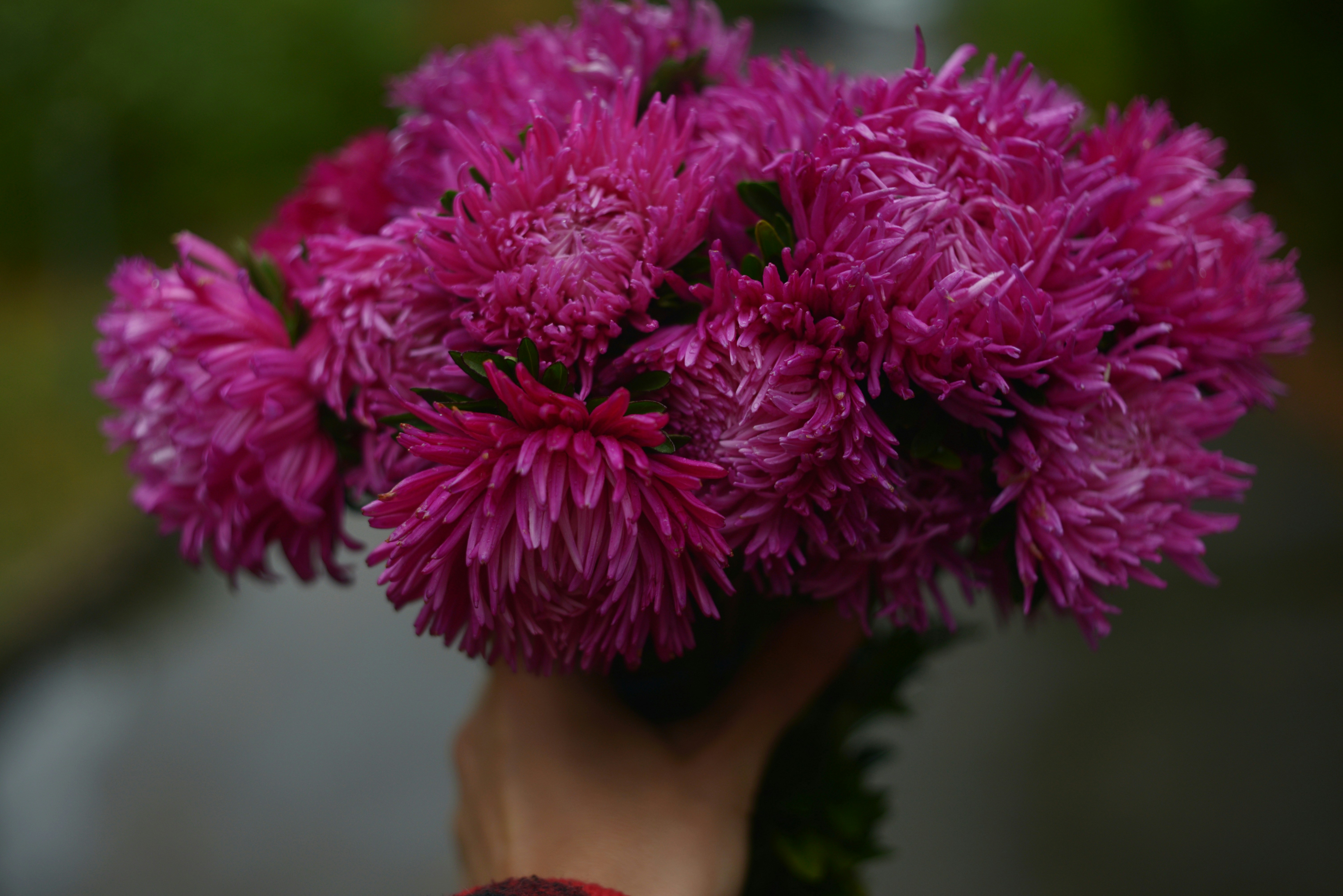Crimson Cornflower Crown: A Bouquet of Deep Magenta Blooms