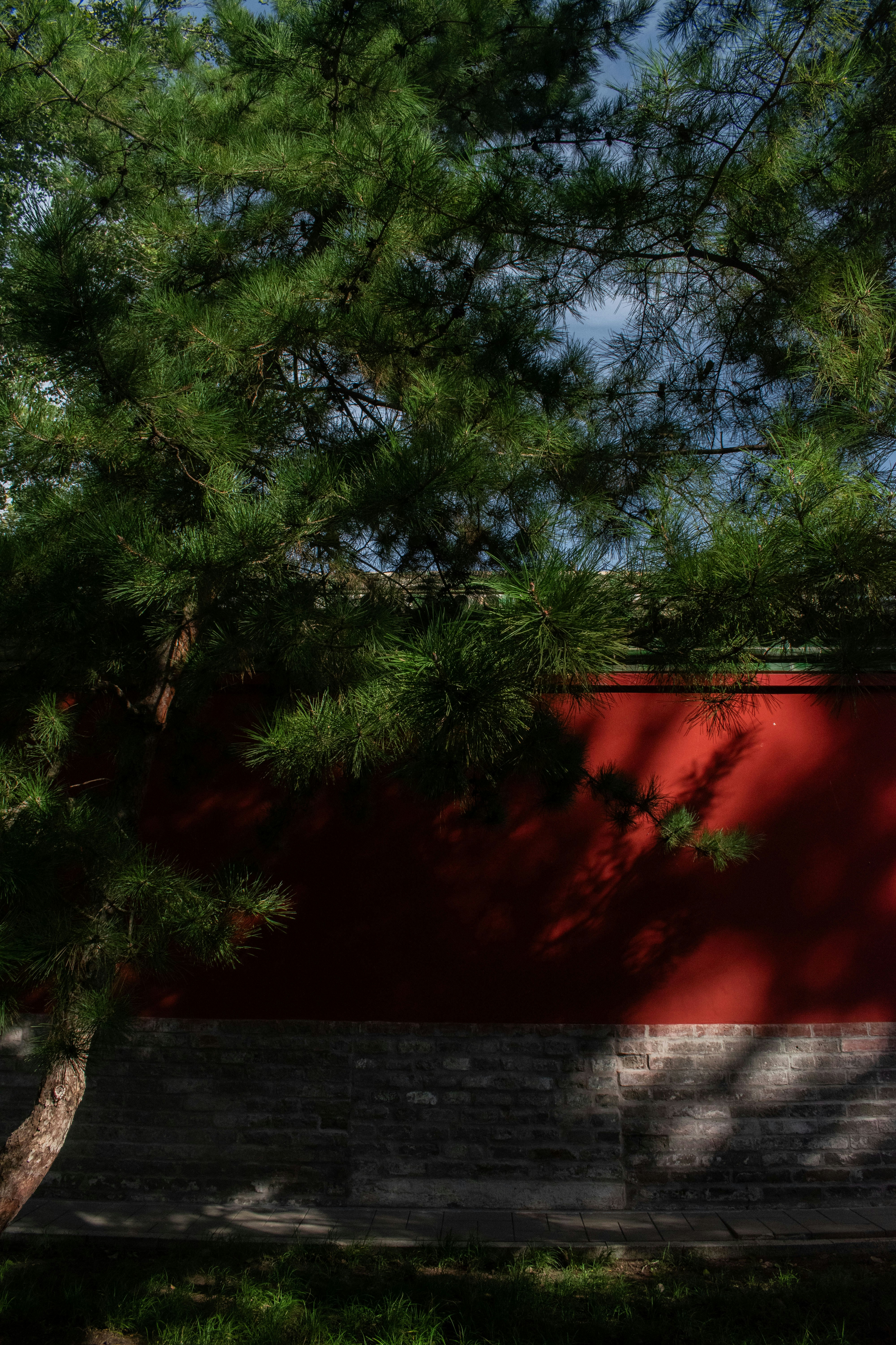 Shadows Cast by Pine: A Quiet Red Wall Framed by Branches