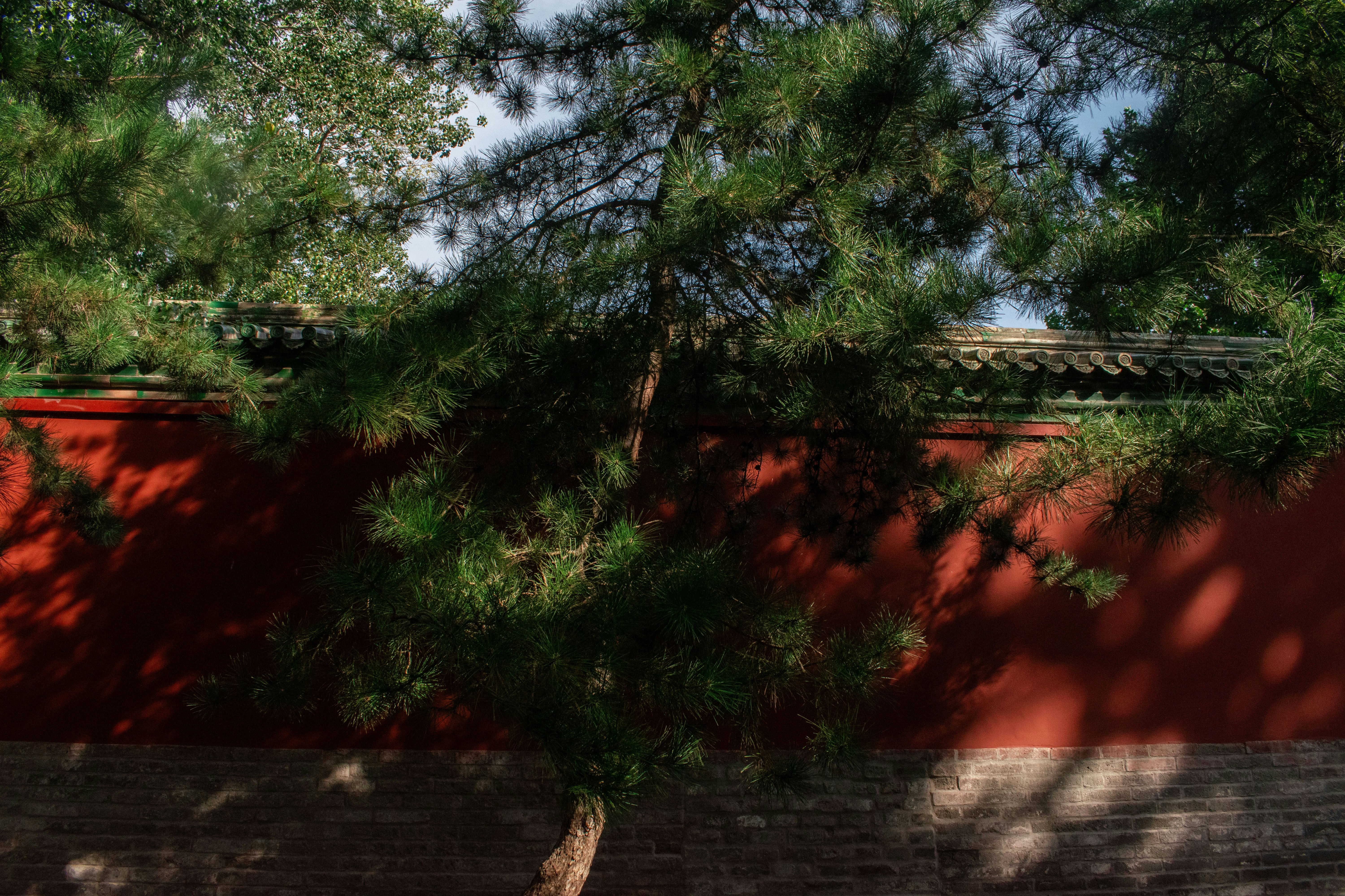 Red Wall Beneath a Pine Branch