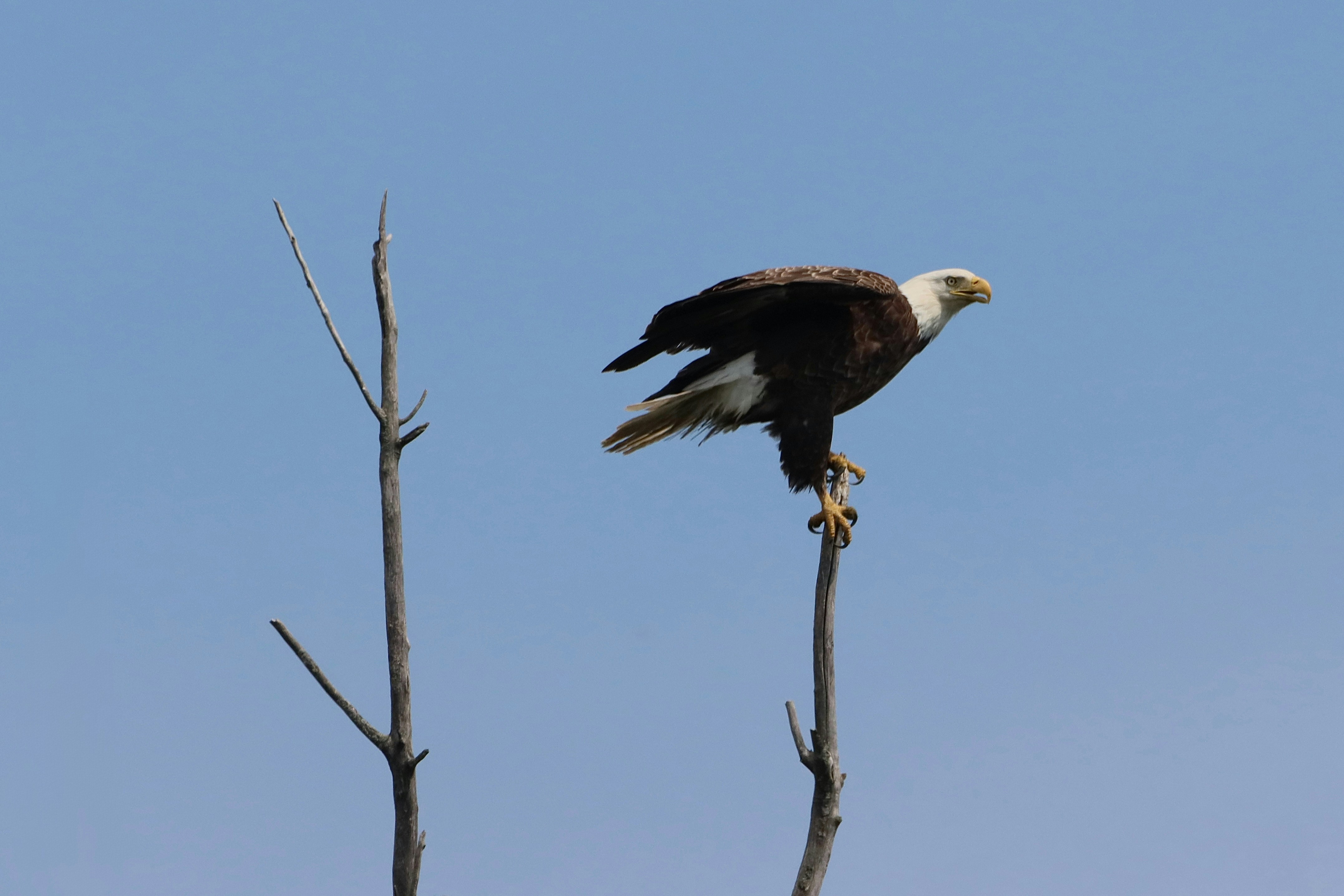 bald eagle