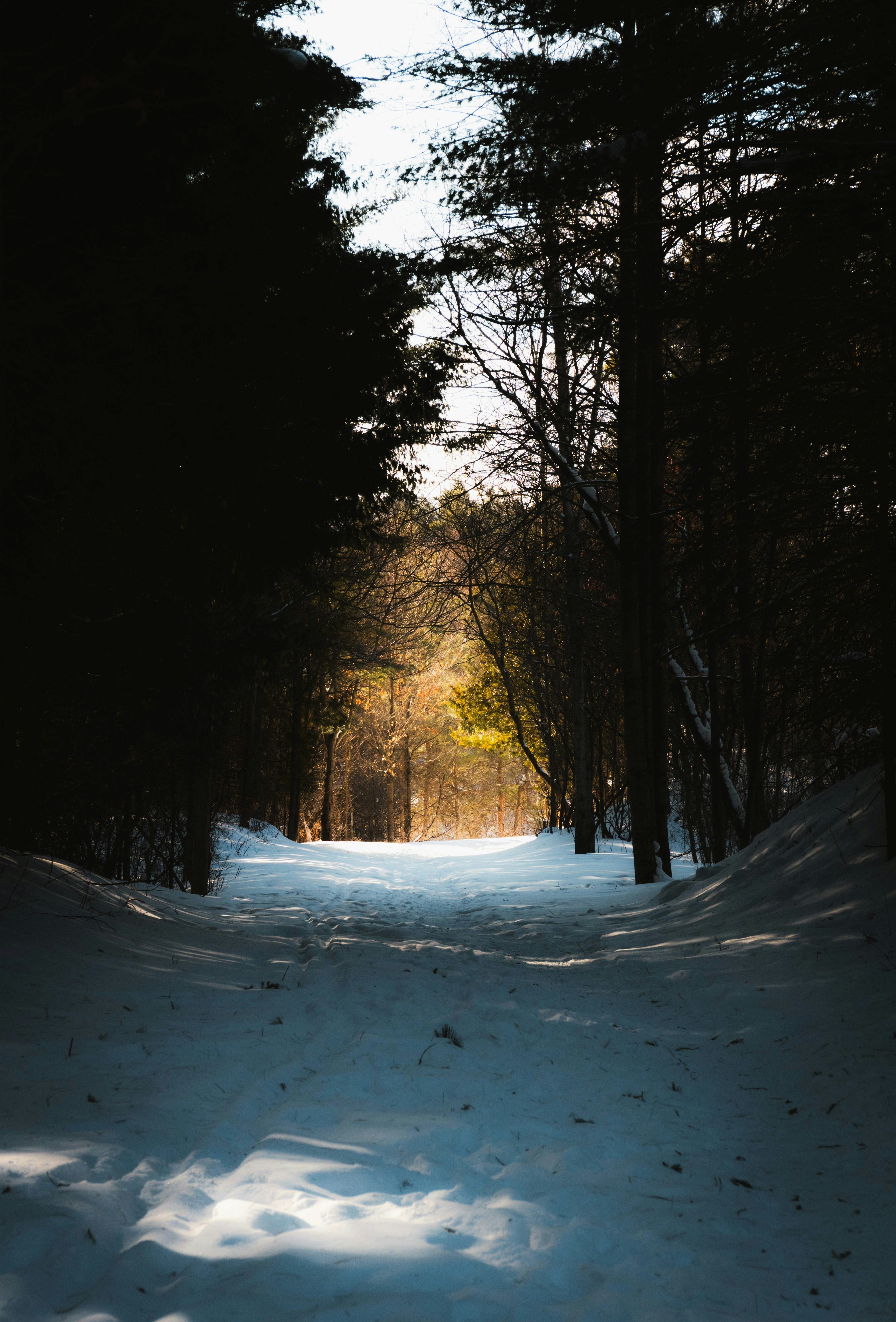 Snowlit Corridor: A Glimpse of Warmth Beyond the Pines