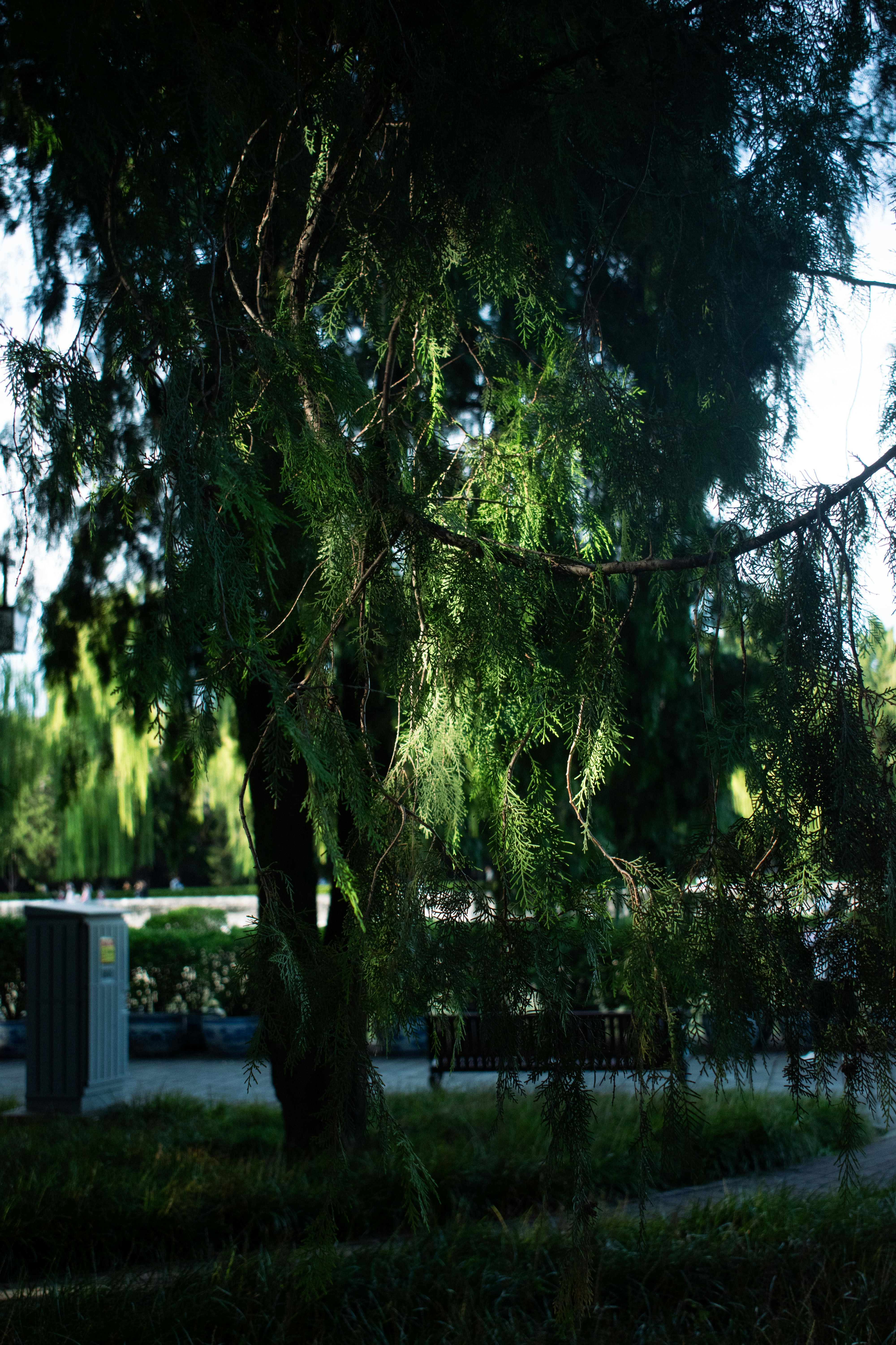 Weeping Cedar Canopy: Dappled Light Through Overhanging Branches