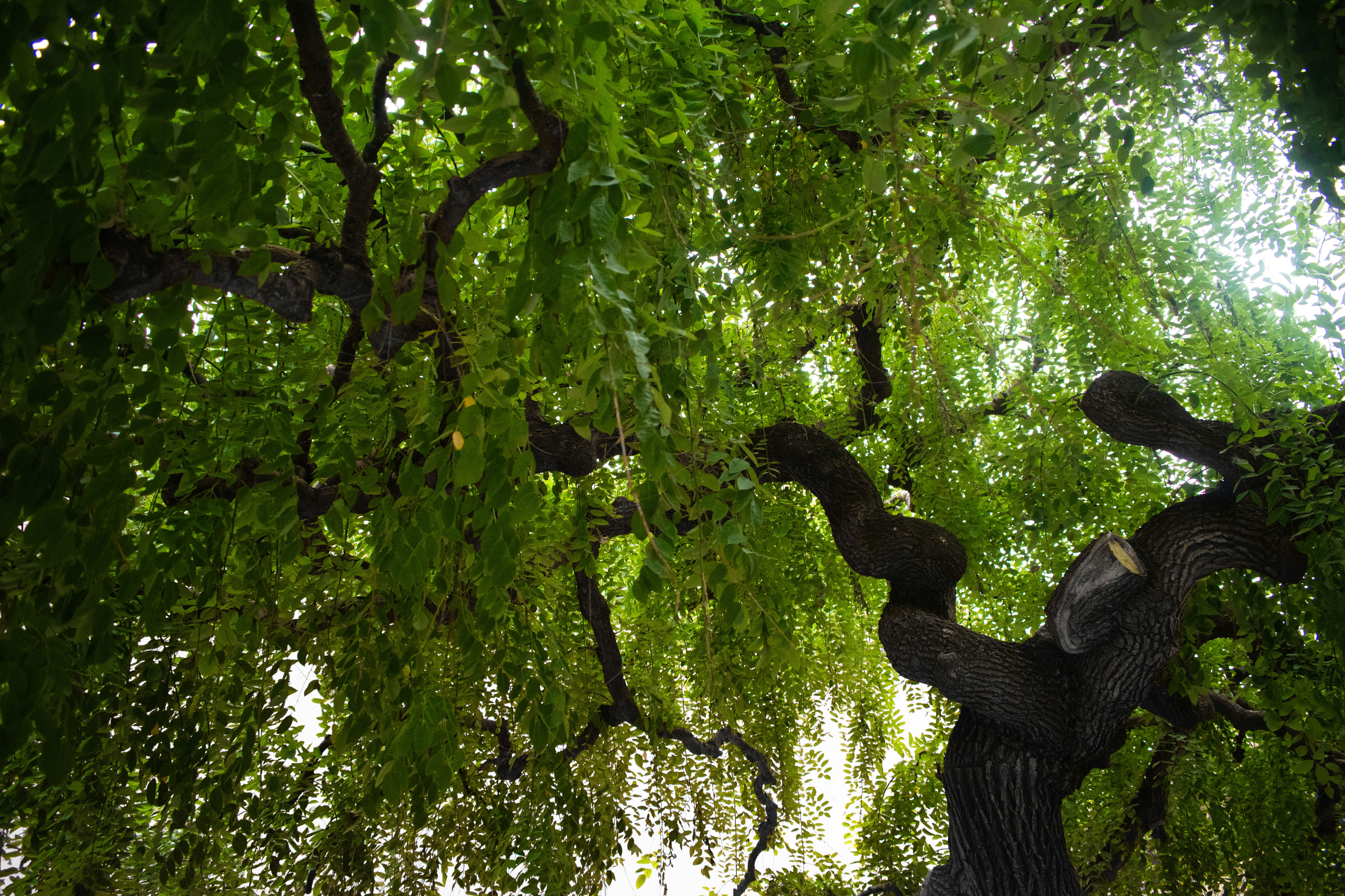Gnarled Arboreal Crown: A Canopy of Green Silence
