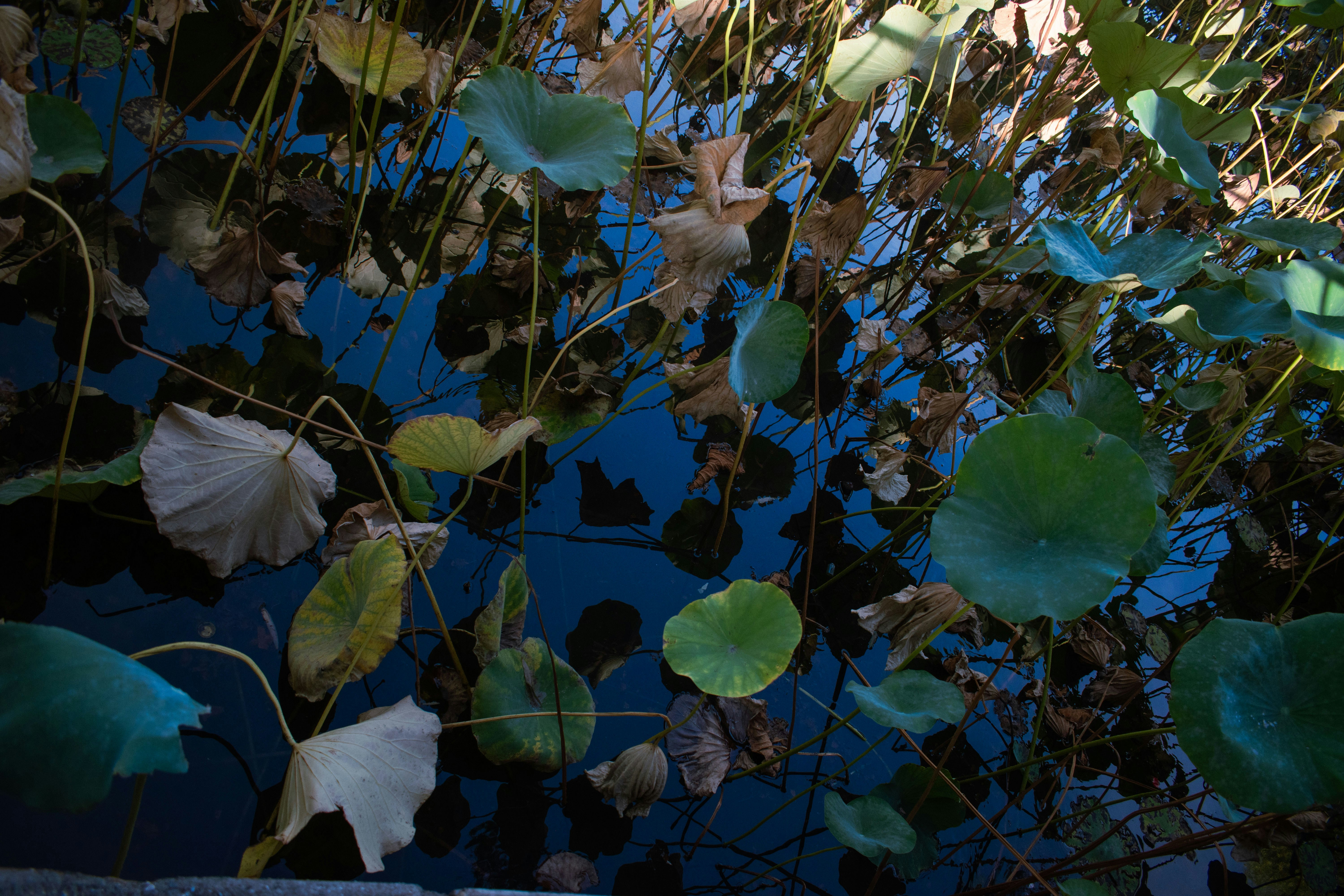 Dark blue pond with green and brown lily pads, some dried leaves, reflecting faint sky; a tranquil aquatic scene focusing on the surface and vegetation. This is a photography capture showing still water and plant life.