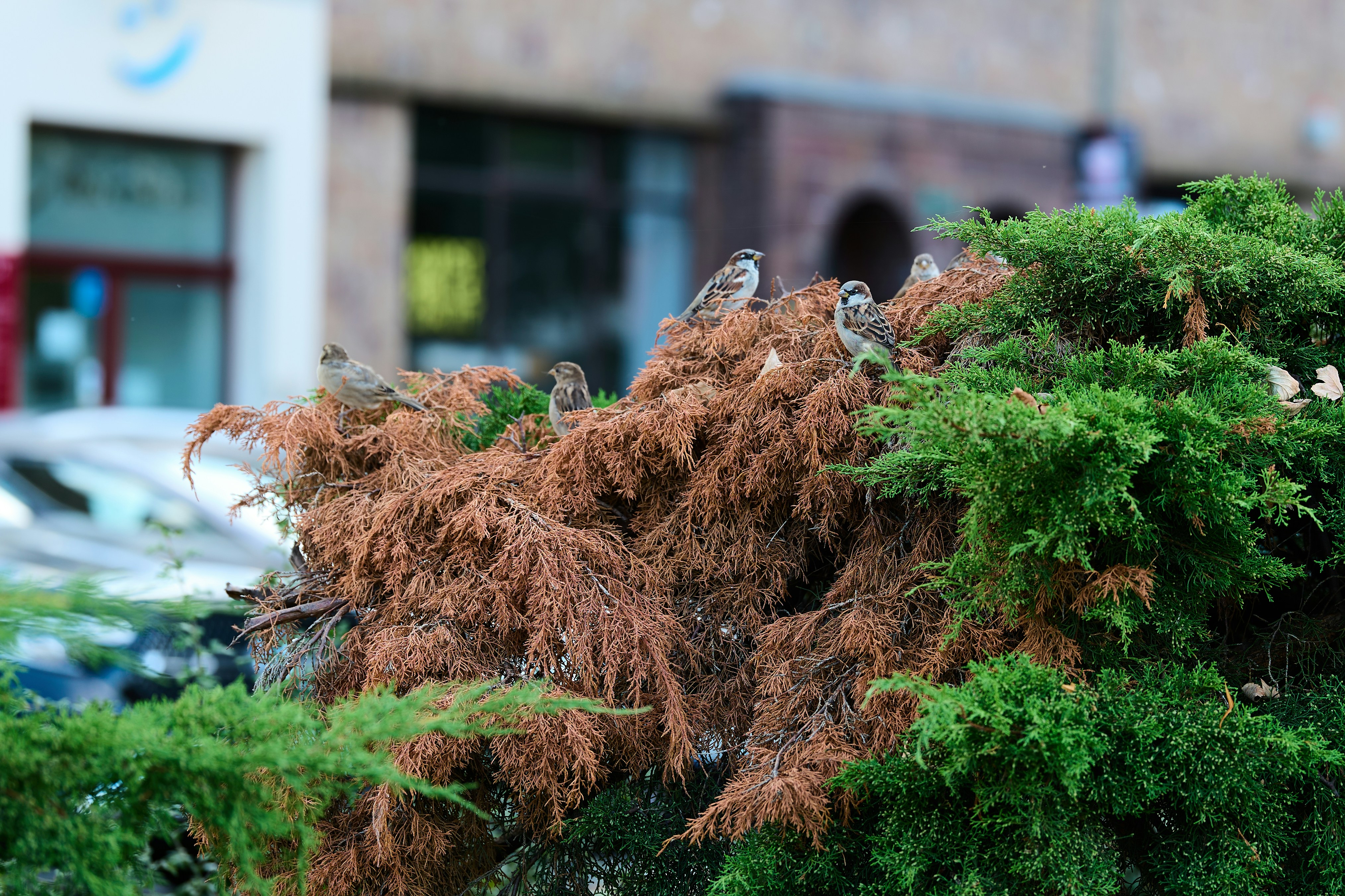 A trio of small birds perched atop a withered brown-green shrub in an urban setting, with storefronts and parked cars blurred in the background.