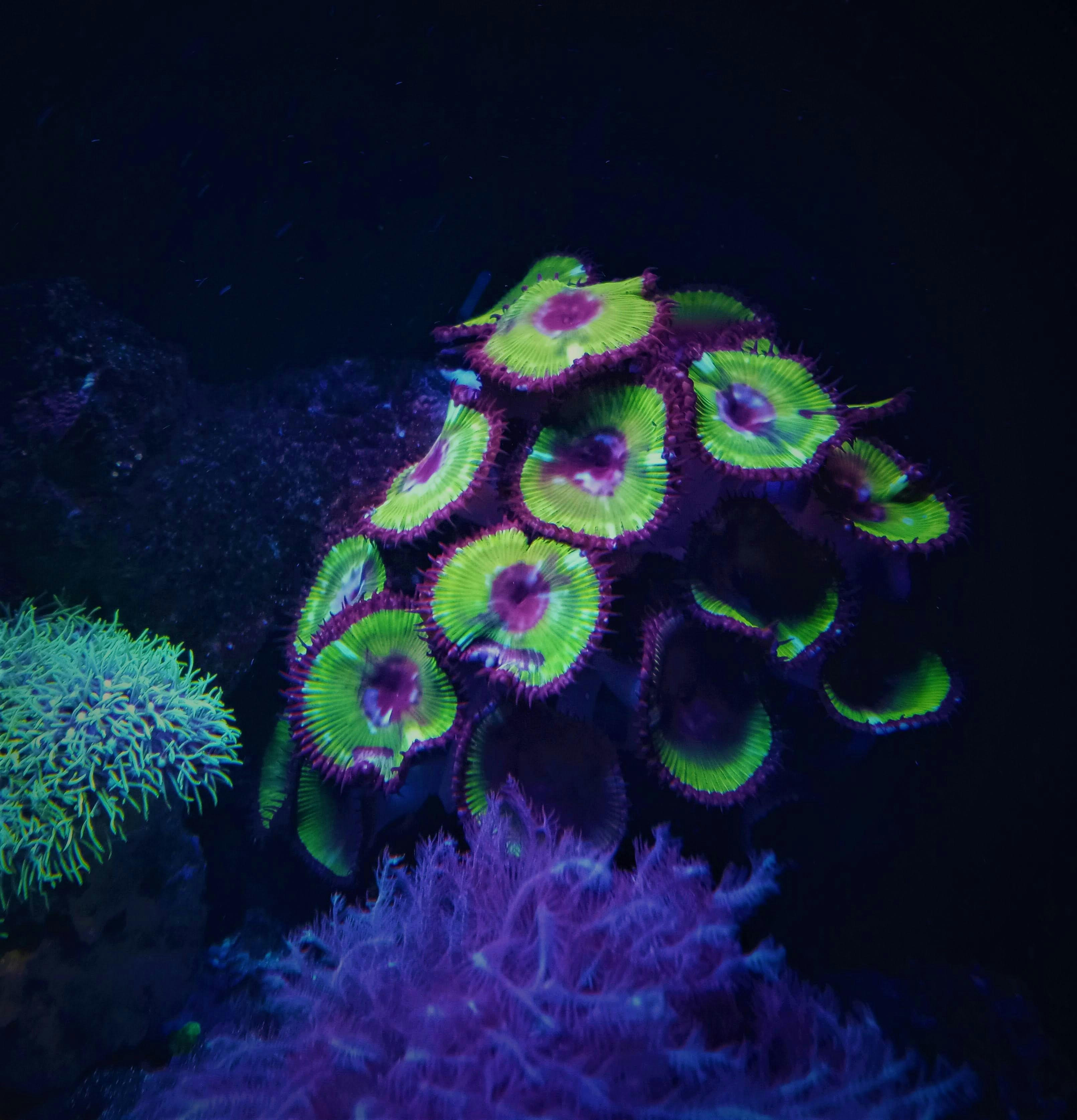 Neon-Edged Zoanthids: A Coral Crown Under Blue Light