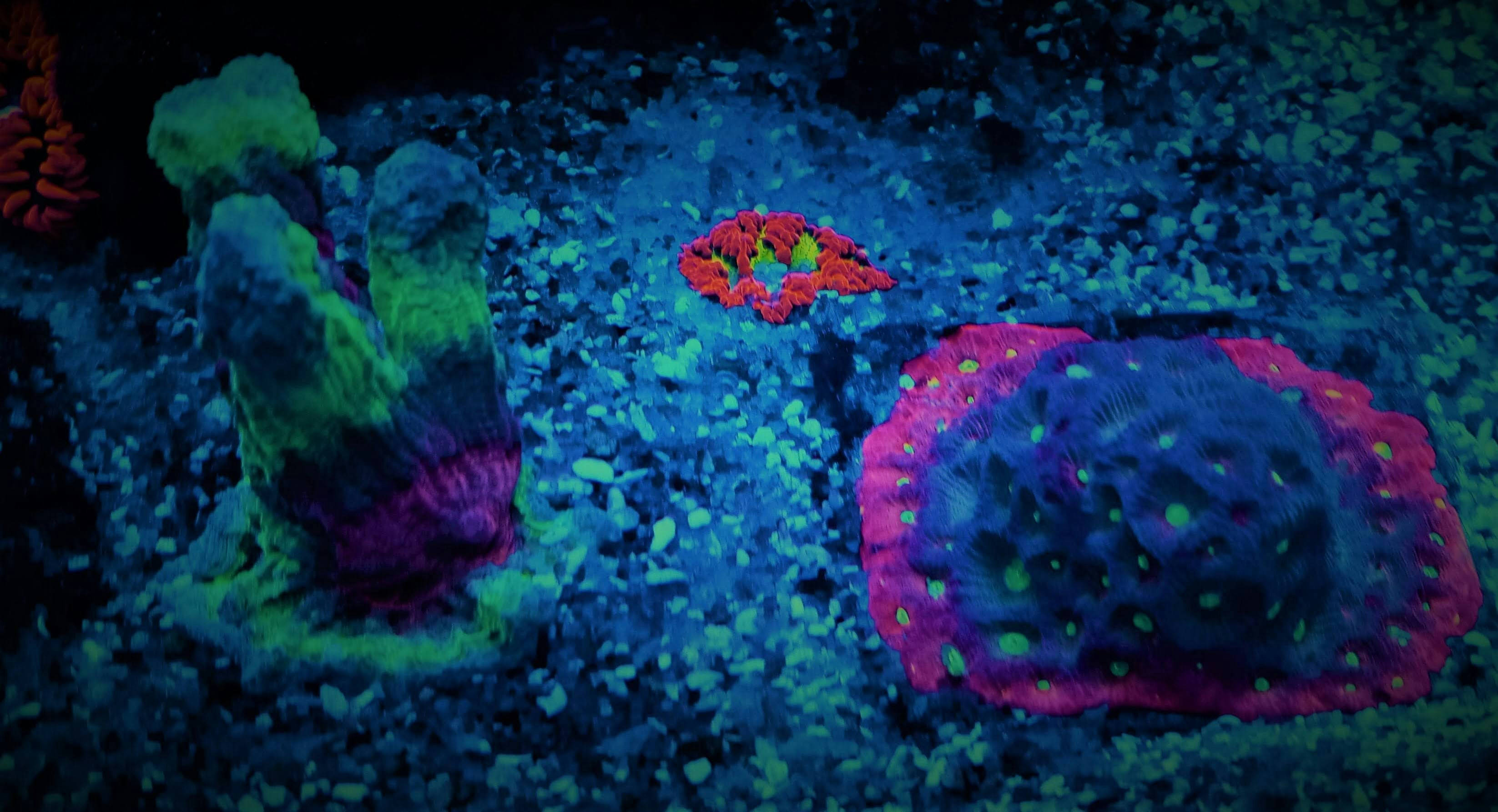 Neon Coral Garden: Glowing Polyps in Deep Blue