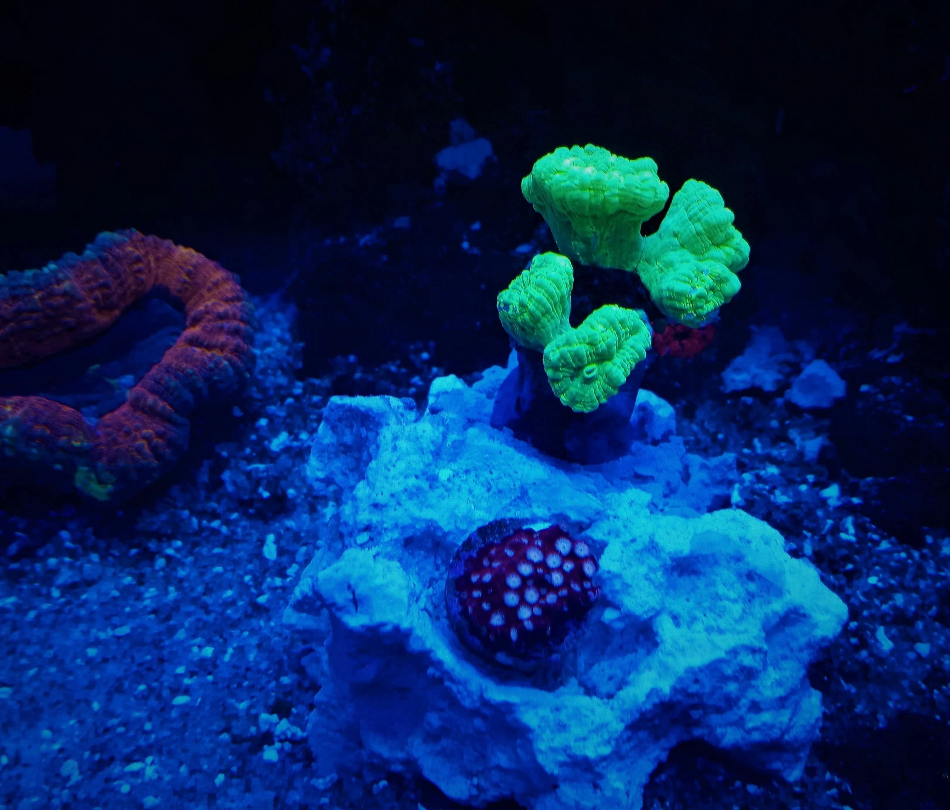 Neon Coral Bloom on a Moonlit Seabed
