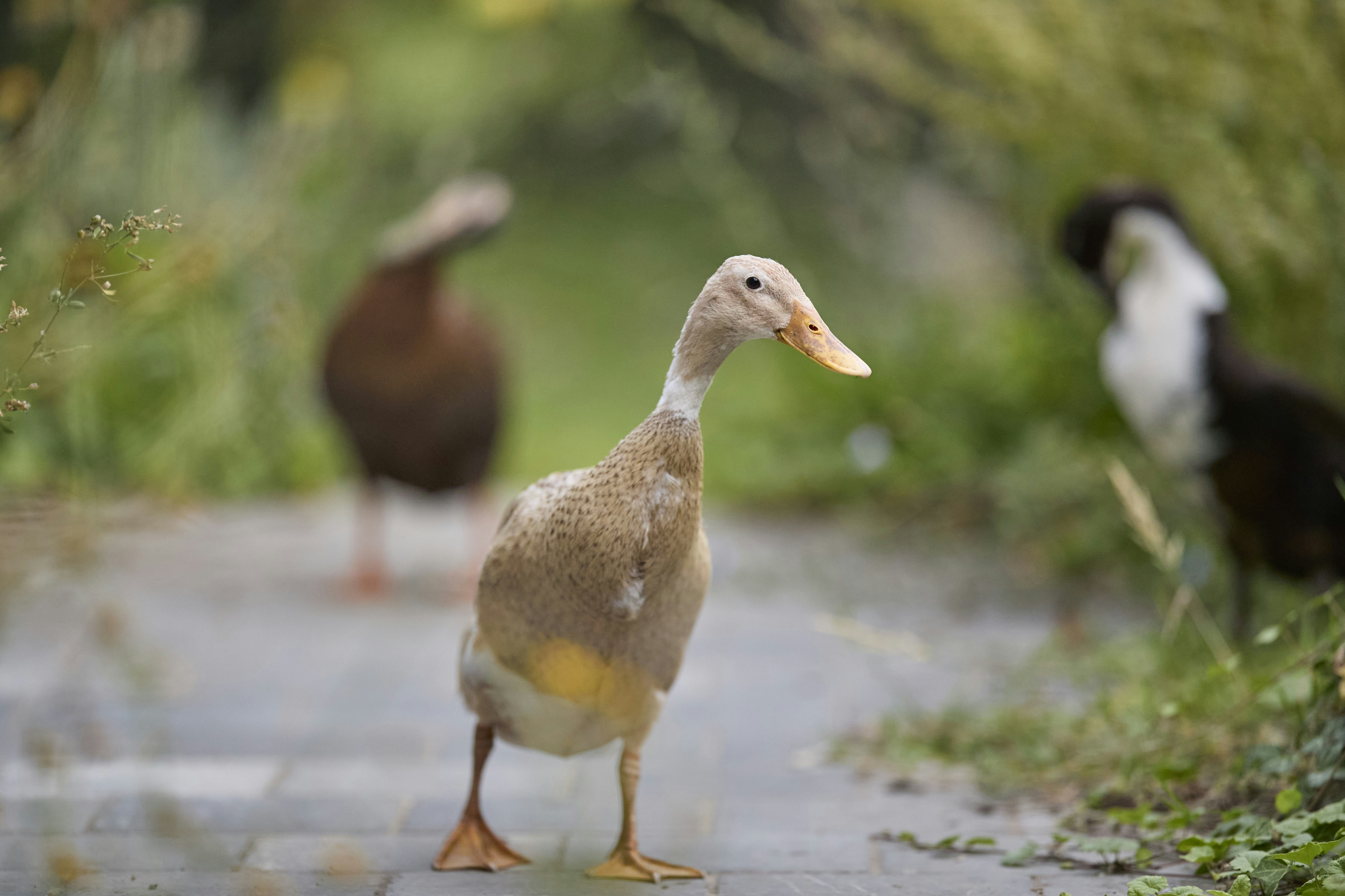 Center Stage Ducklet: Curiosity on a Wet Path