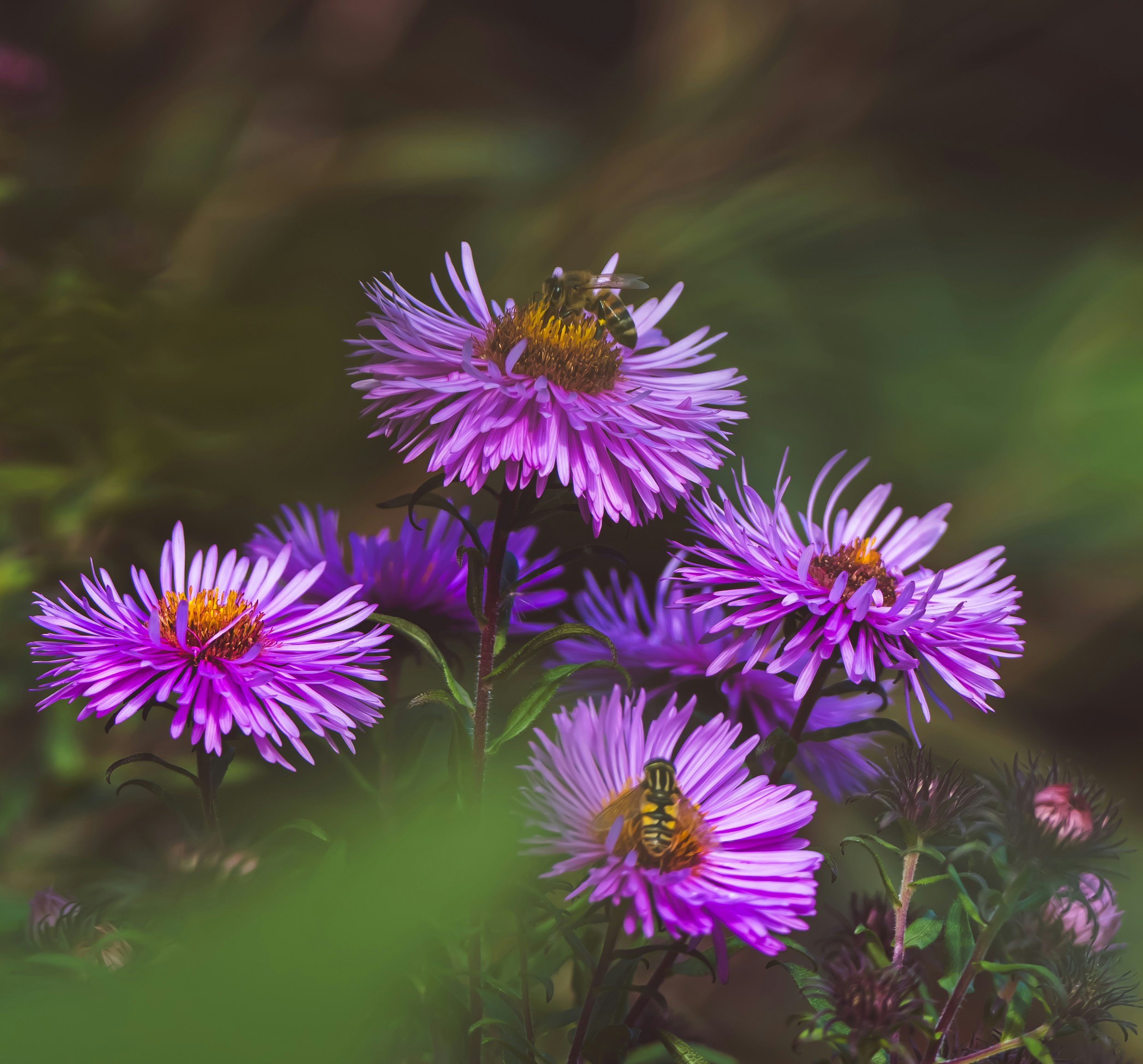 Violet Crown: A Cluster of Spring Asters in Soft Focus