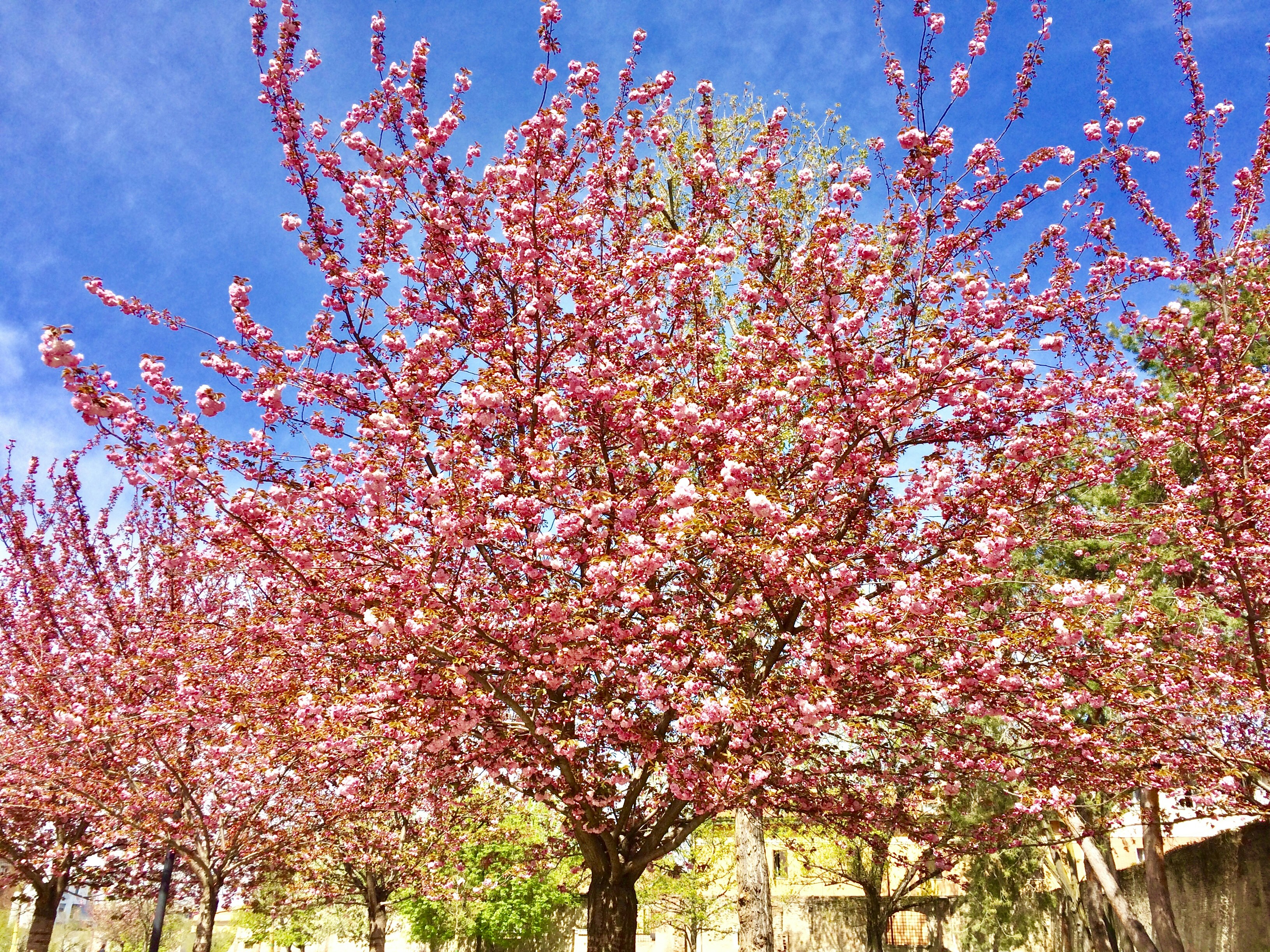 Blossom Canopy Over a Sunny Path