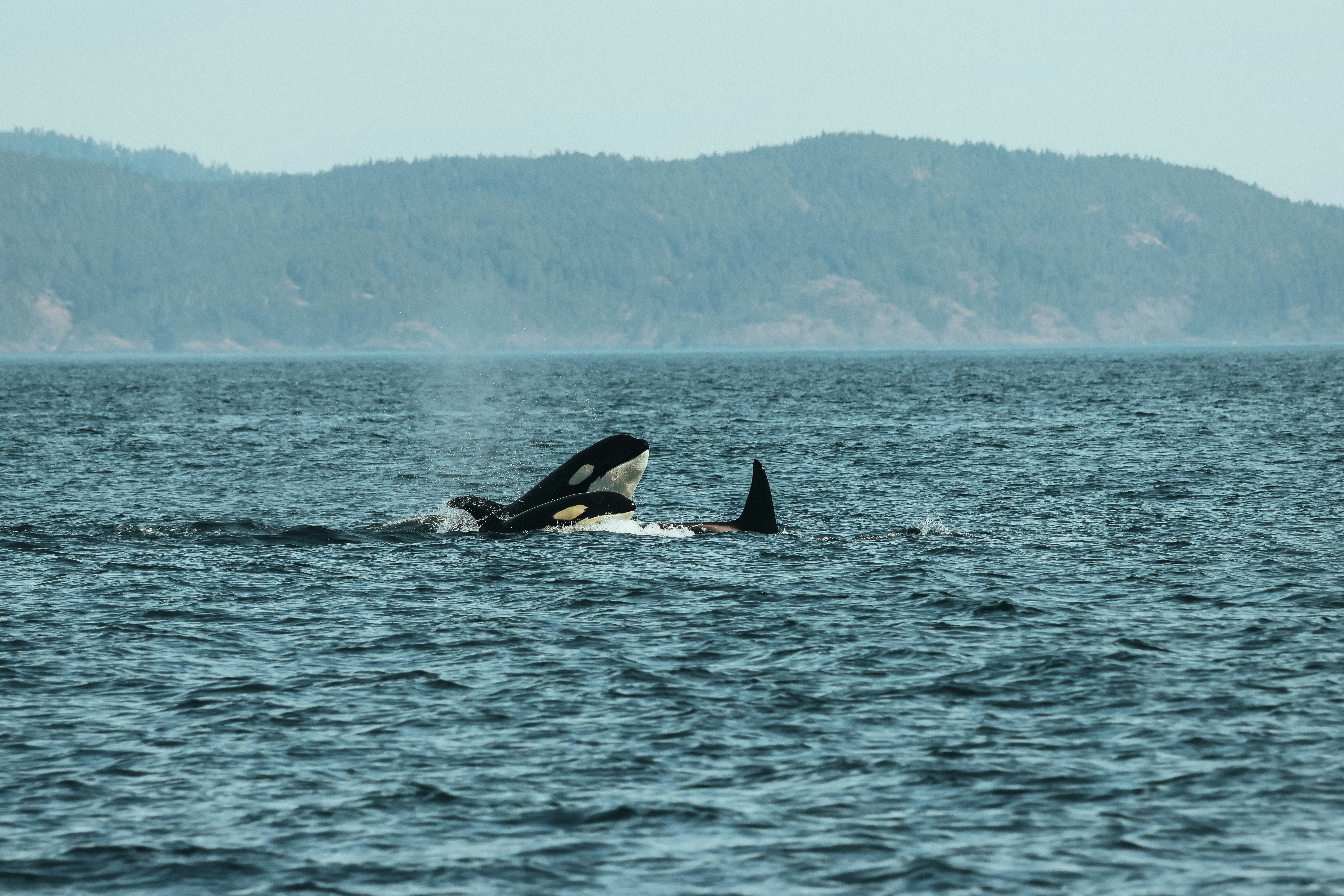 Whale Tail Break: A Quiet Exhale at Sea