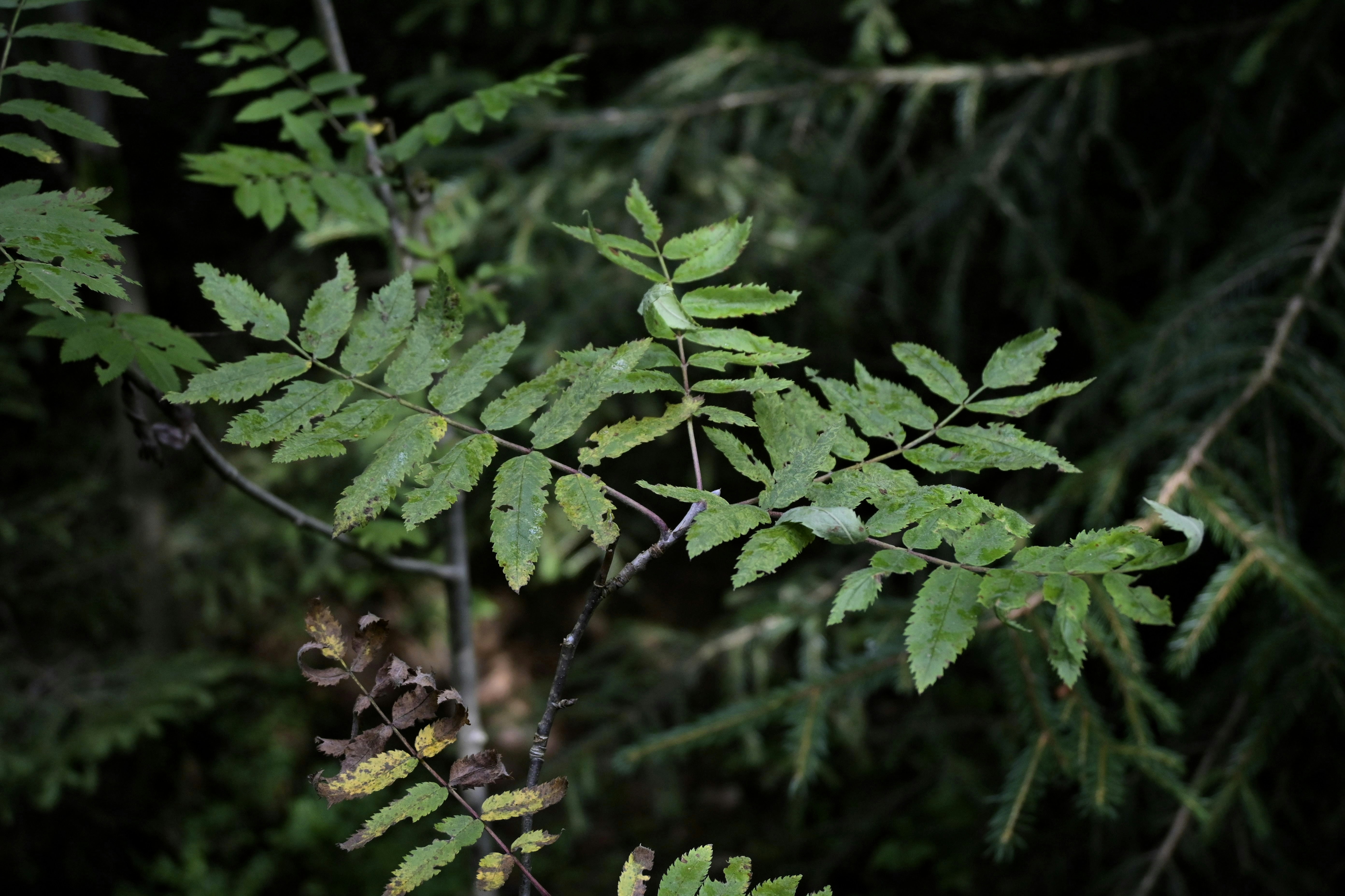 Emerald Fern Fragments in Quiet Twilight
