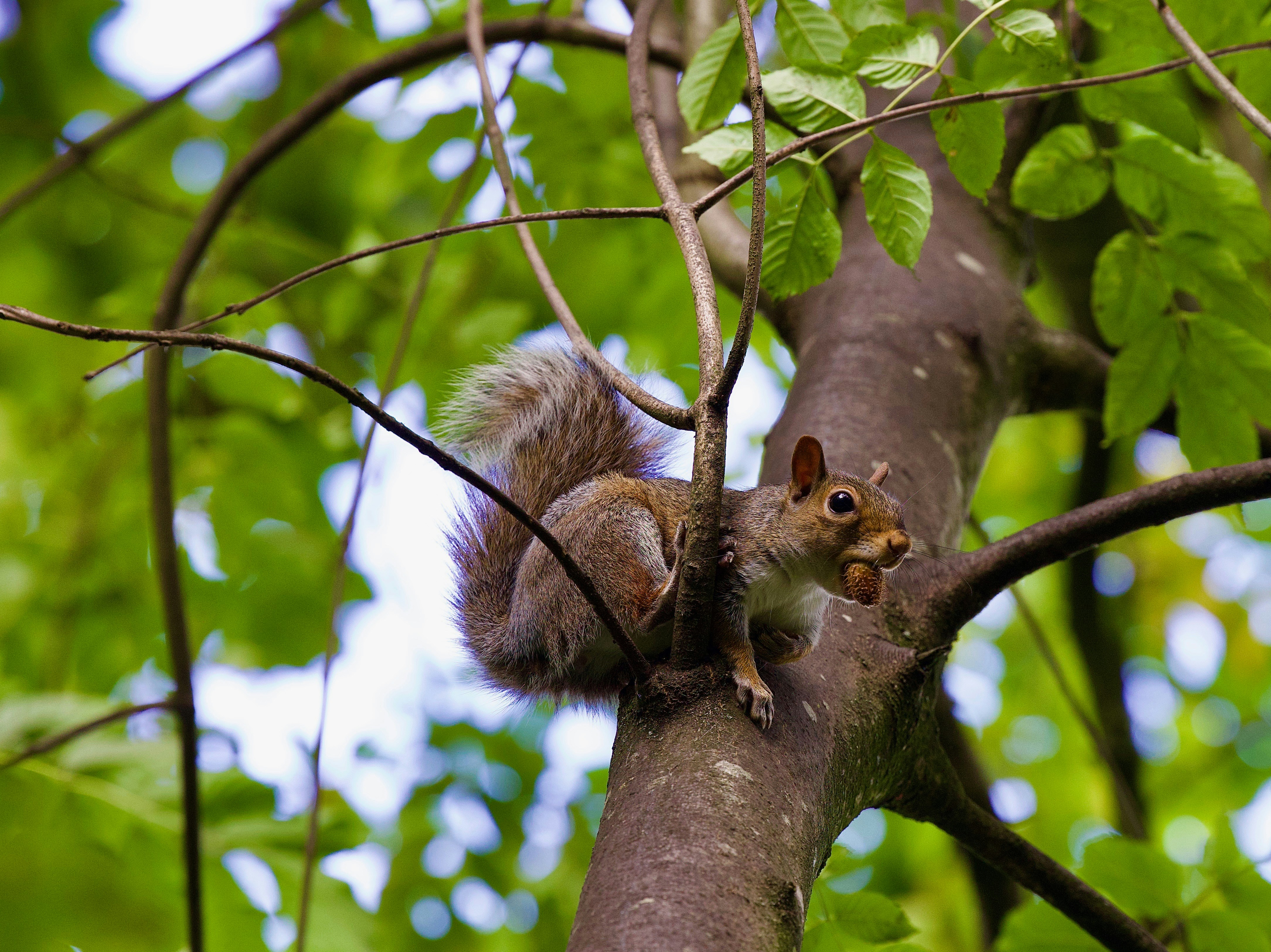 Squirrels’ Acorn Watch: A Pine Tree Pause