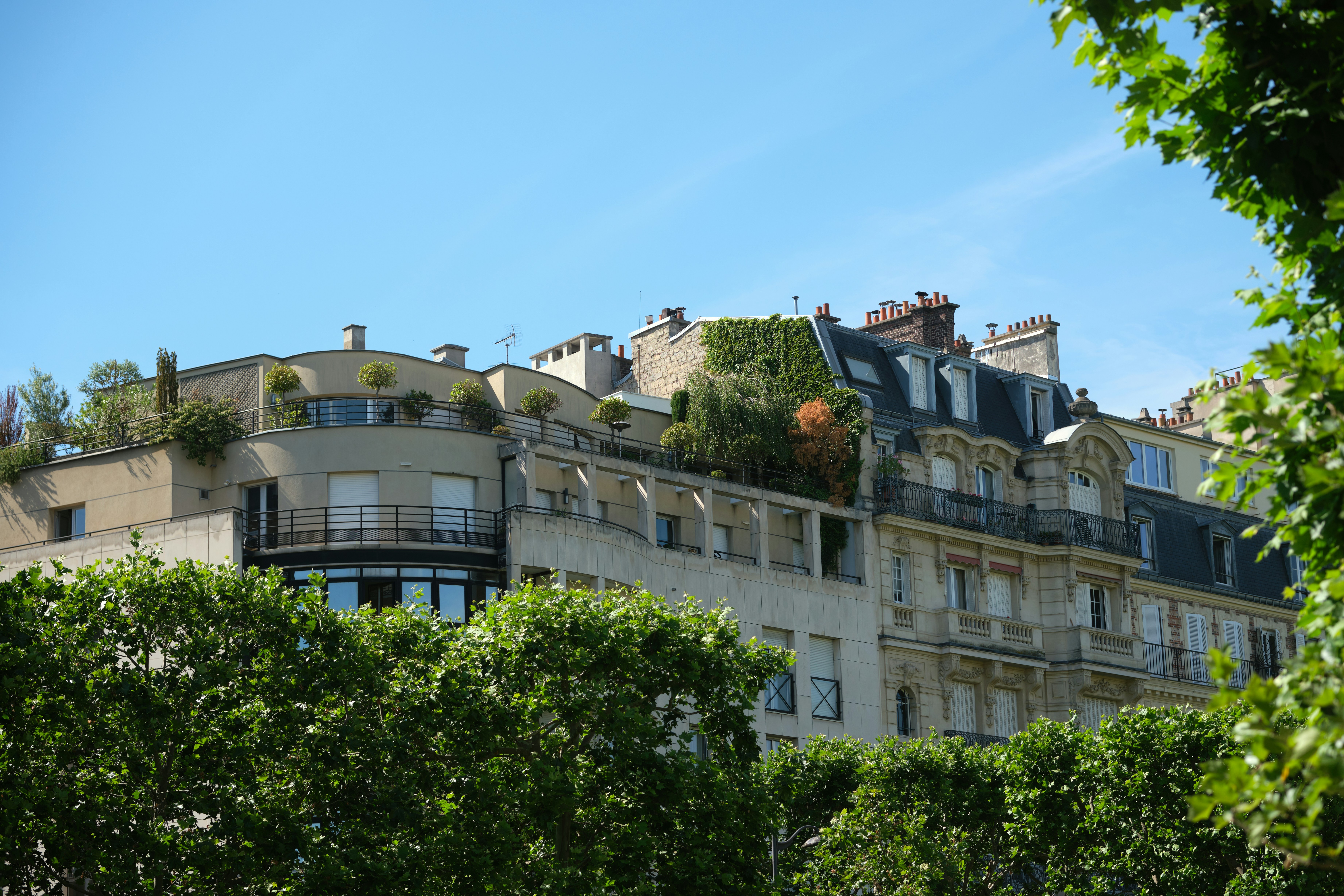 Rooftop Blues: Parisian Facades Above a Canopy of Green