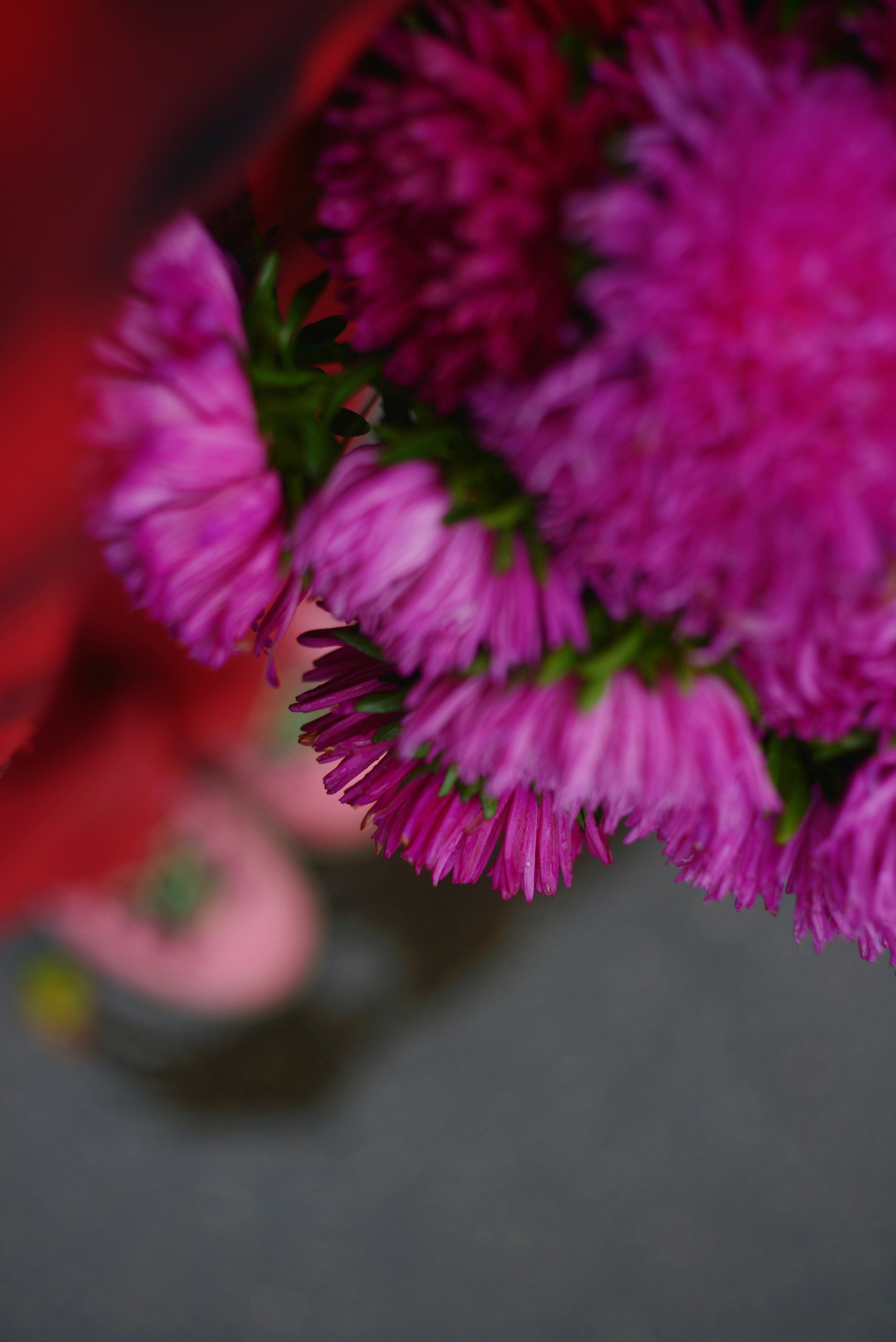 Vibrant Magenta Blooms Framing a Softly Shaded Corner