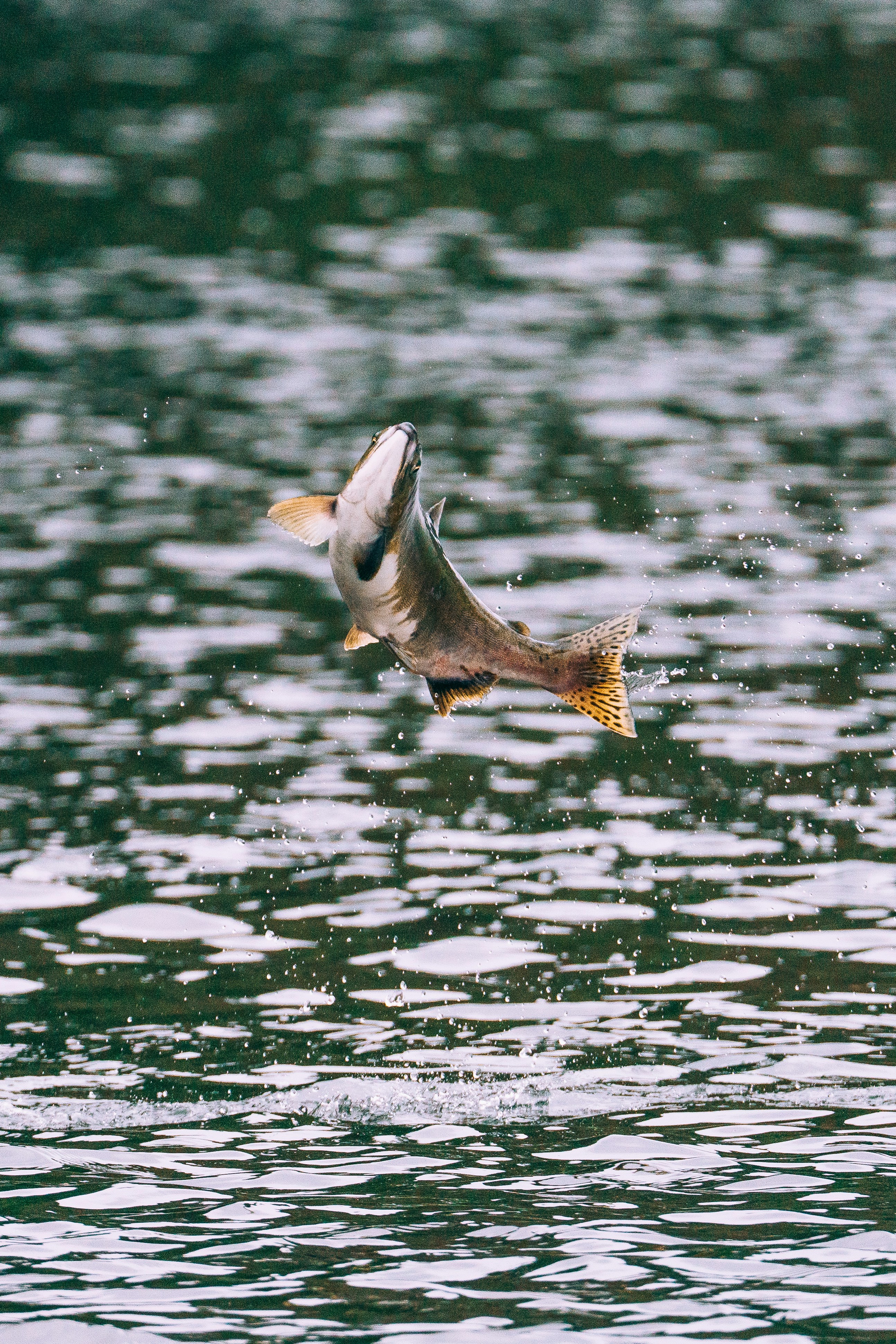 A fish erupts from rippling green water, captured mid-leap with droplets trailing behind it; a natural wildlife moment highlighting motion and water texture.