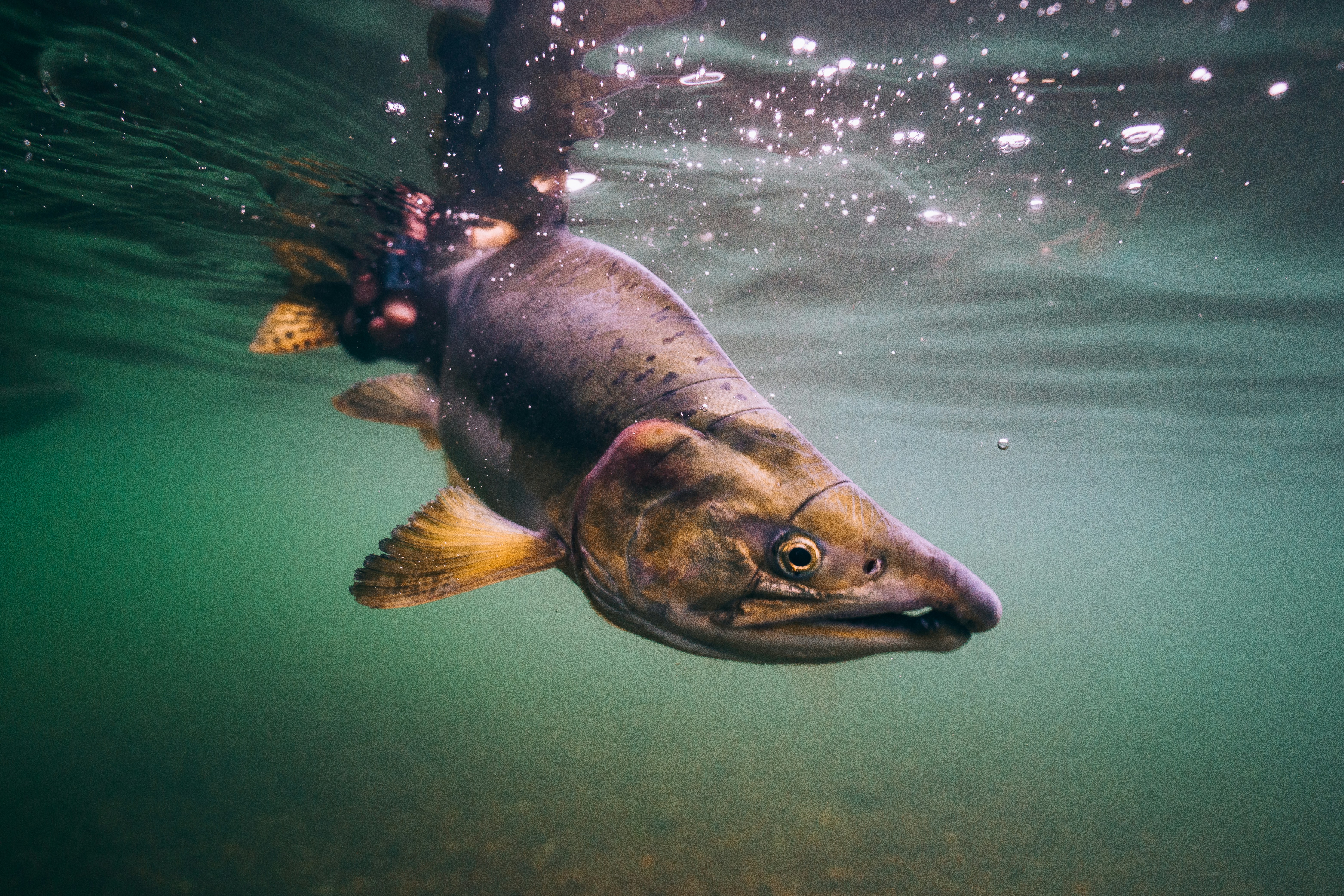 Archer of the Currents: A Trout Gliding Through Clear Turquoise