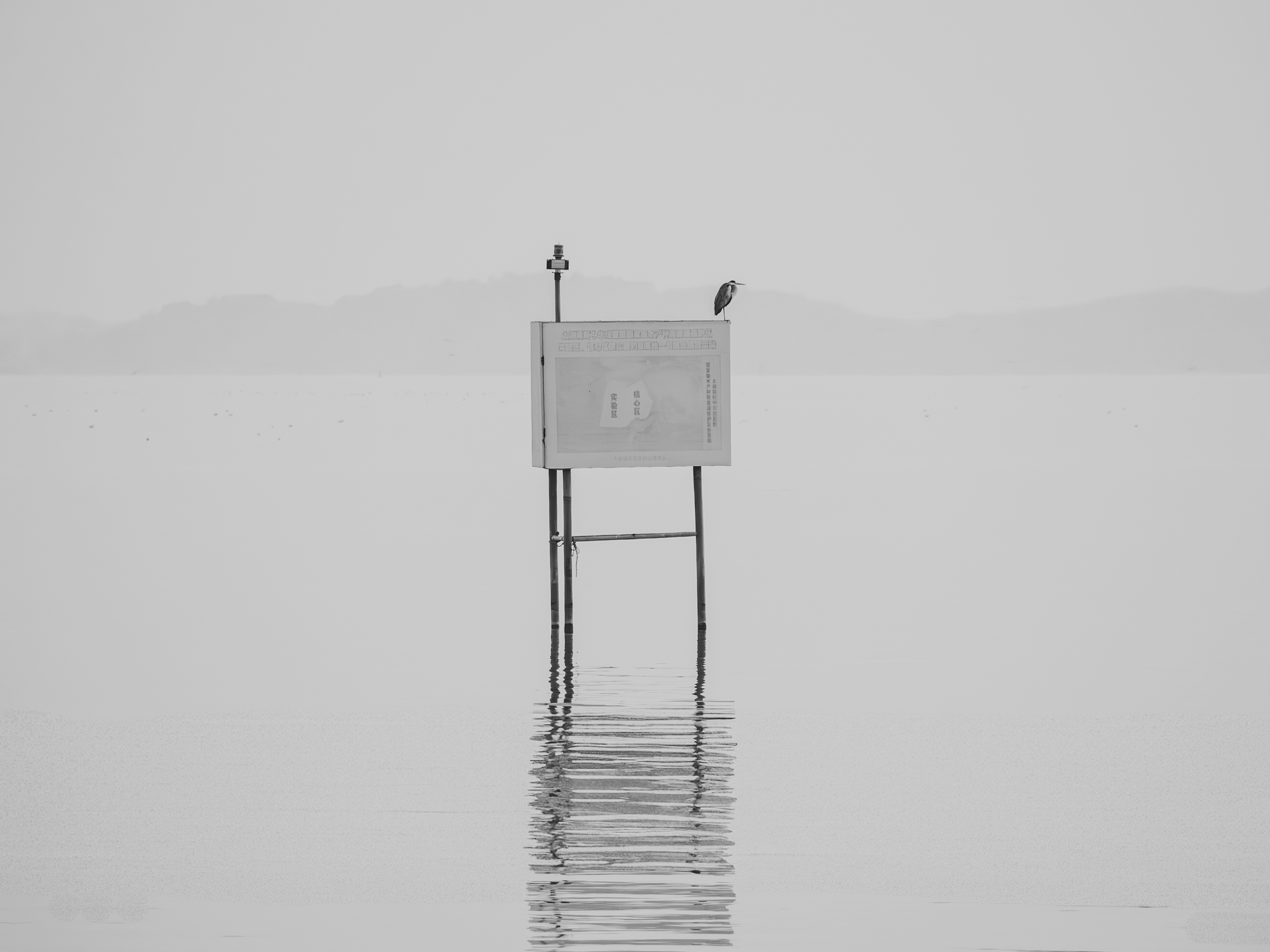 Silent Guano: A Bird's Watch on a Shrouded Platform