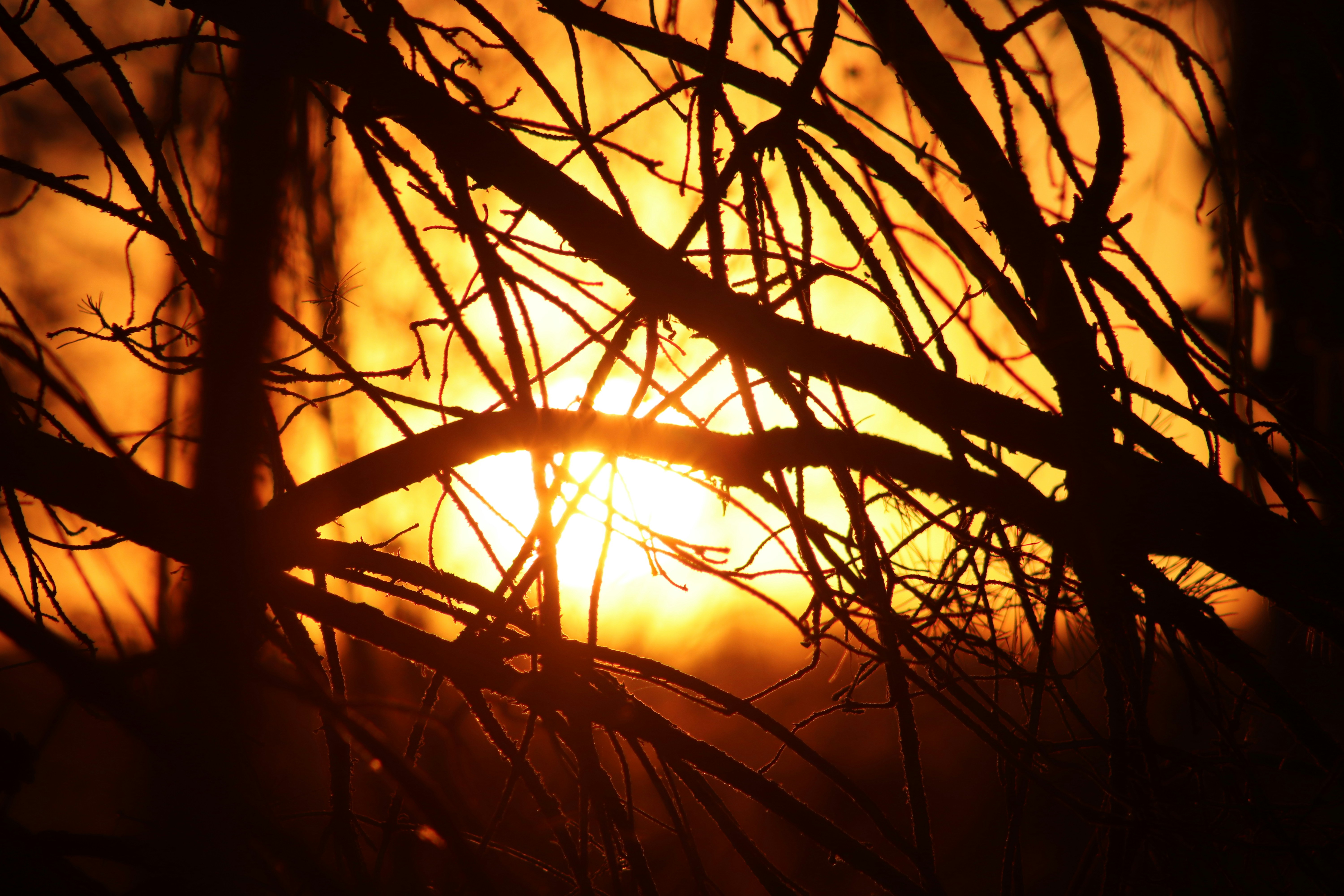 Sunlit Tangle: Firelit Branches Framed by a Blazing Horizon