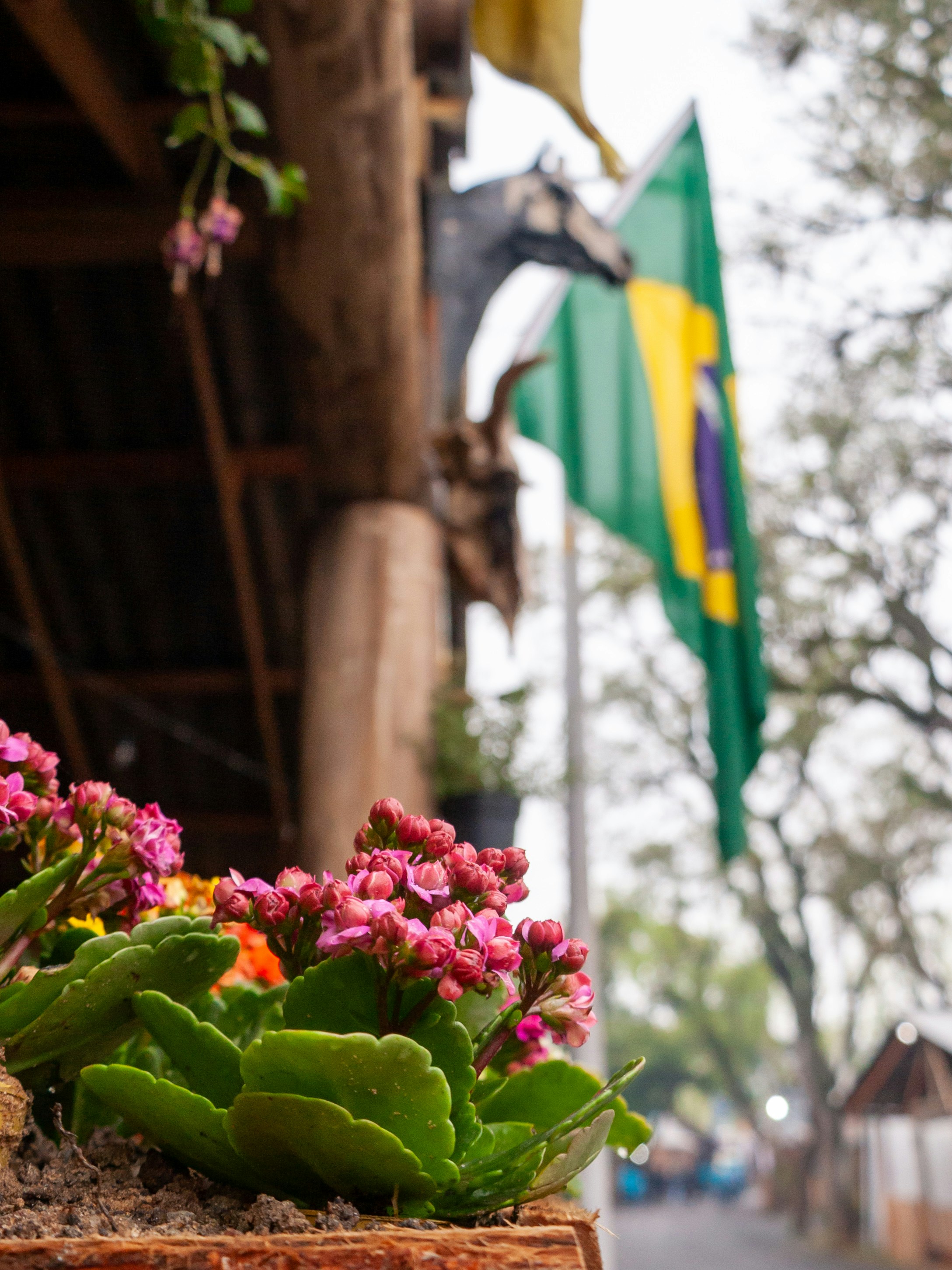 Blooms at the Edge: a Quiet Corner with Flags in the Background