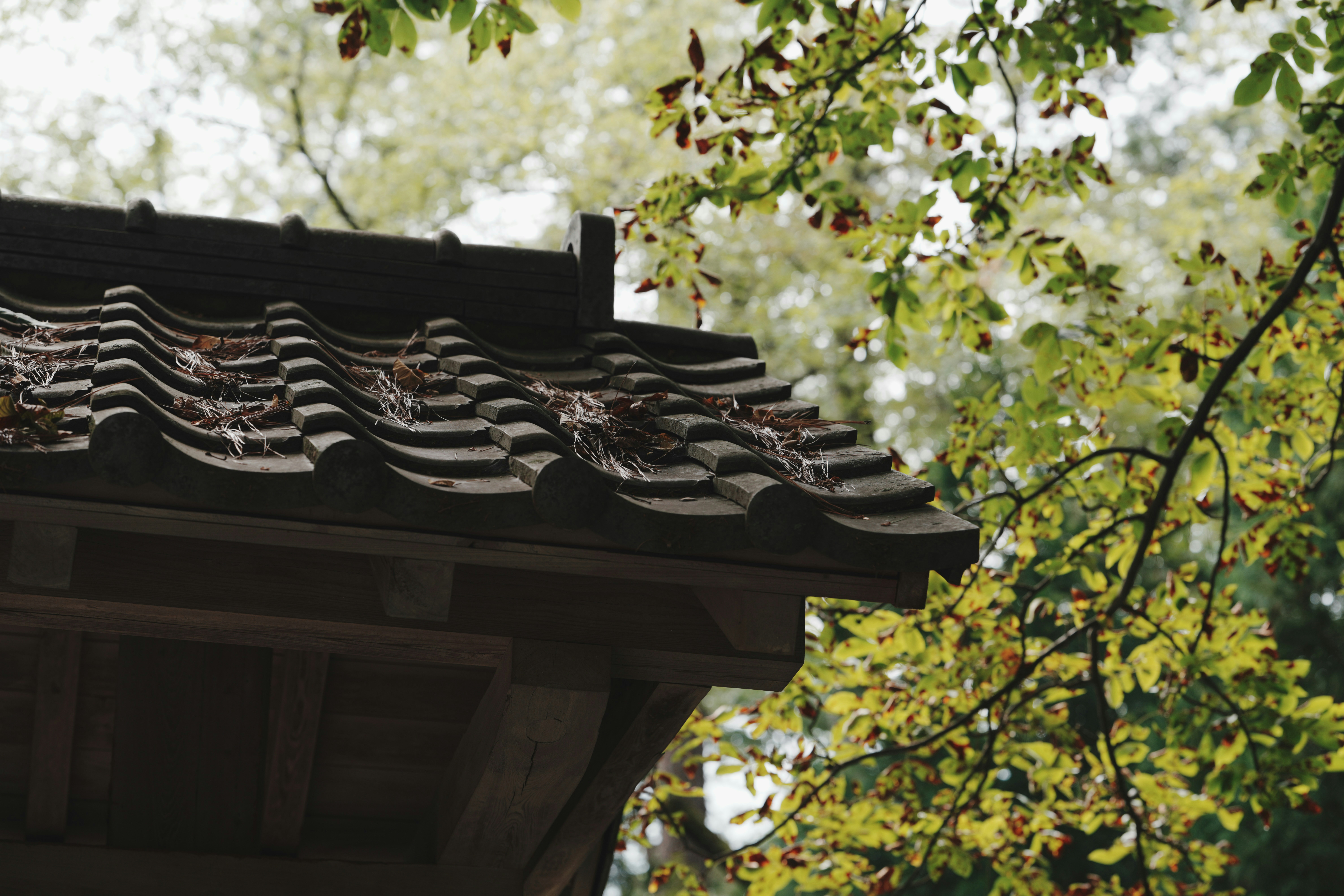 Gabled Roof Corner Shadows Under a Quiet Foliage Canopy