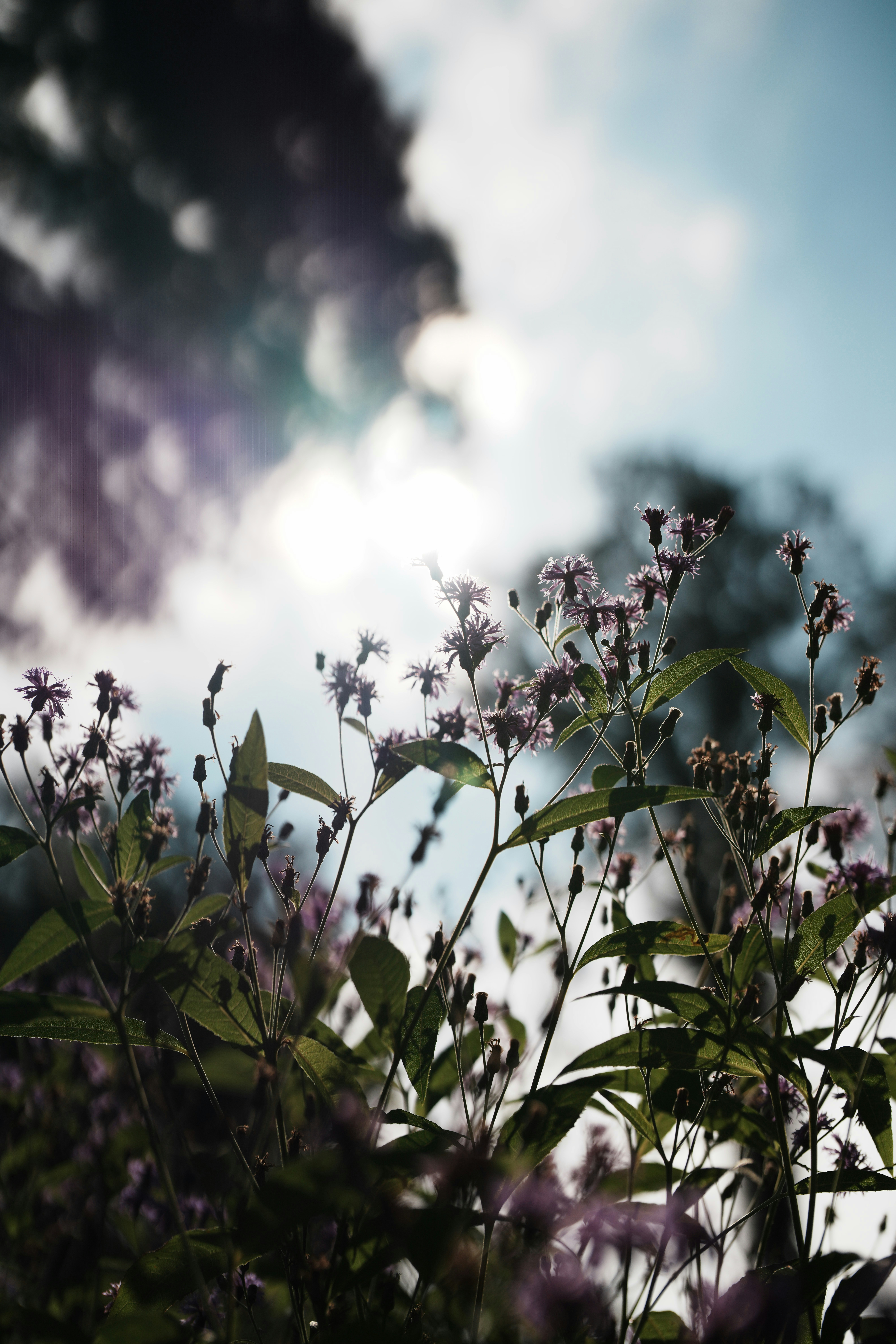 Sunlit Wildflower Tangle Reaching for the Sky