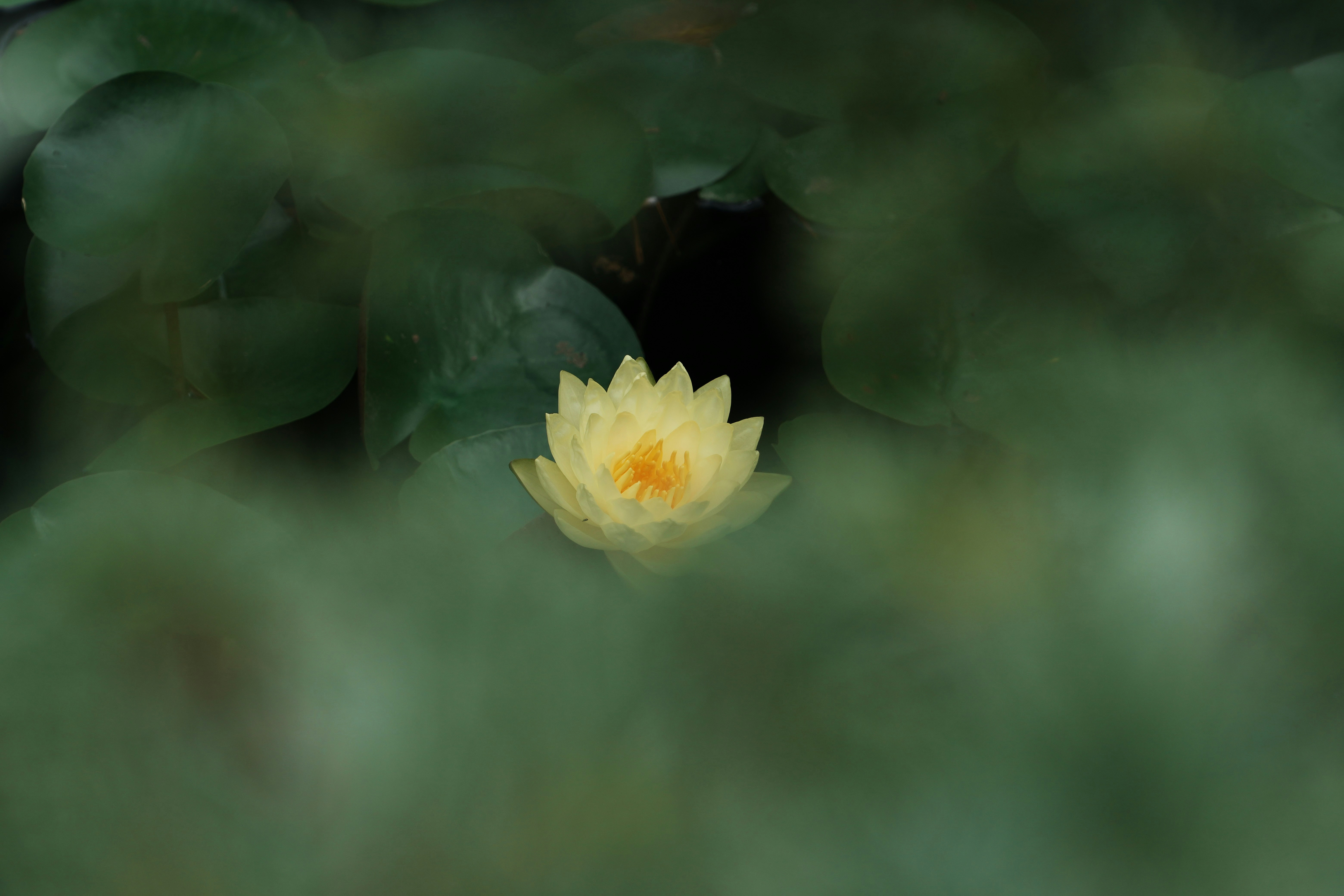 Golden bloom emerging through a veil of green