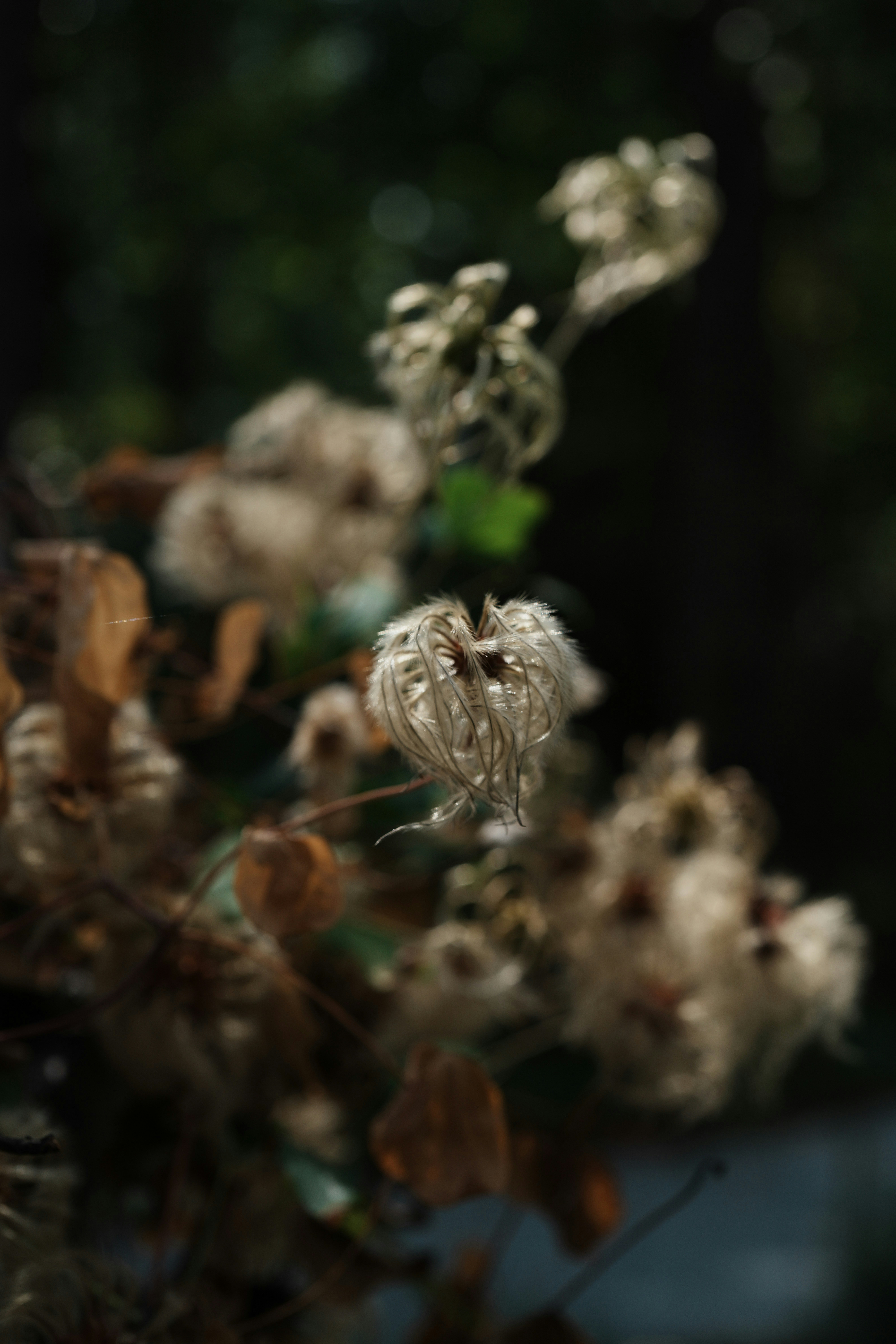 Delicate seed head in soft autumn light