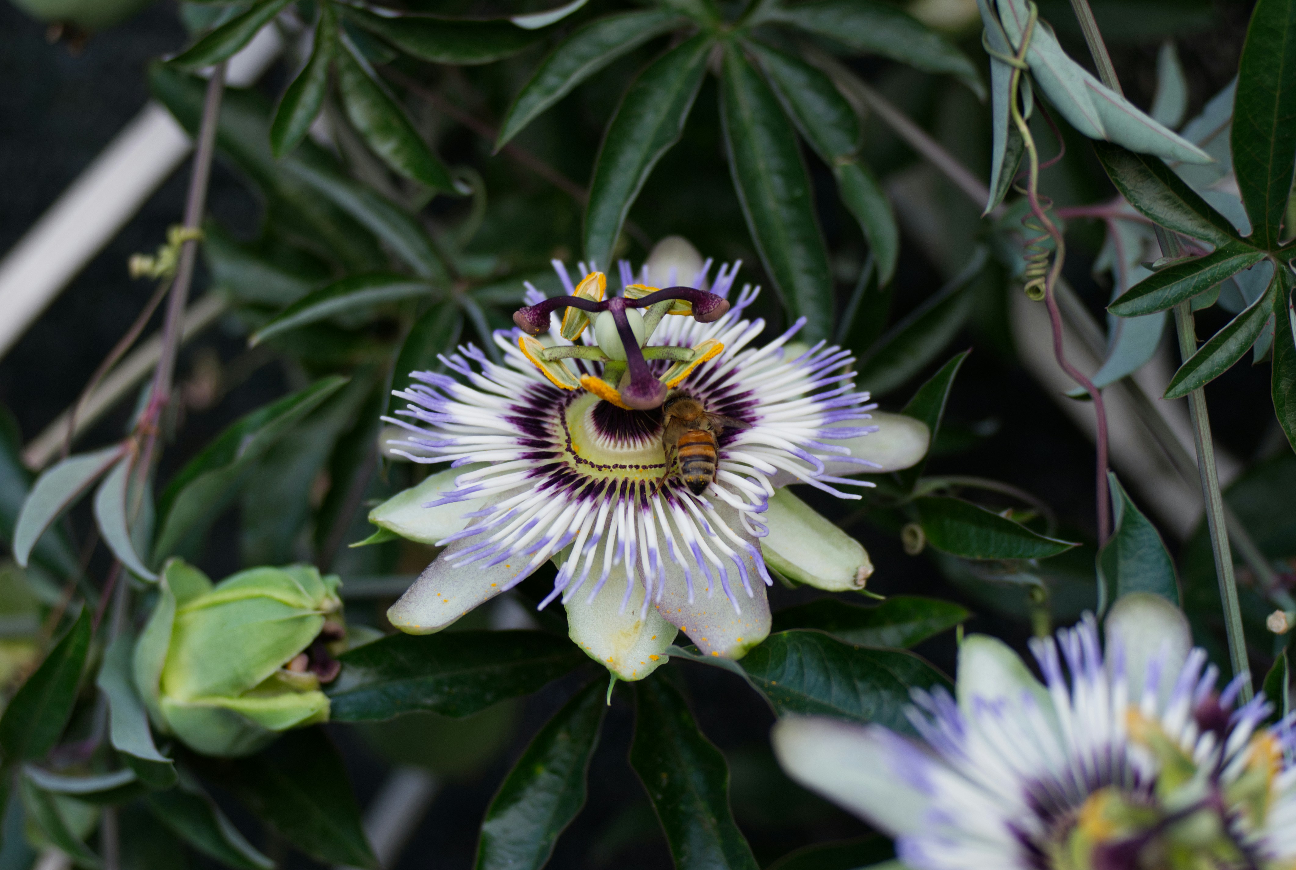 Bee on a Passionflower Crown