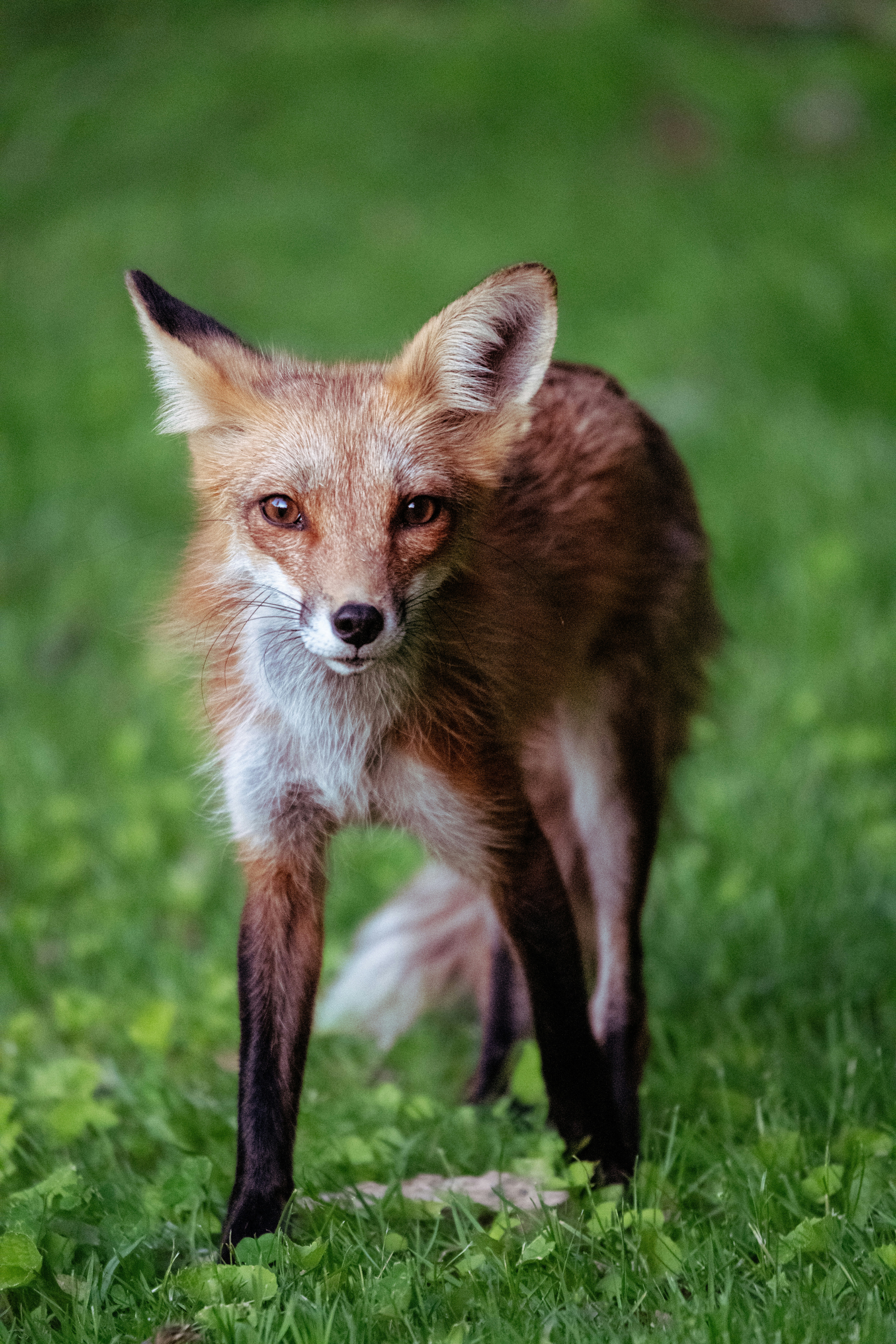 Curious Red Fox pausing in bright green meadow