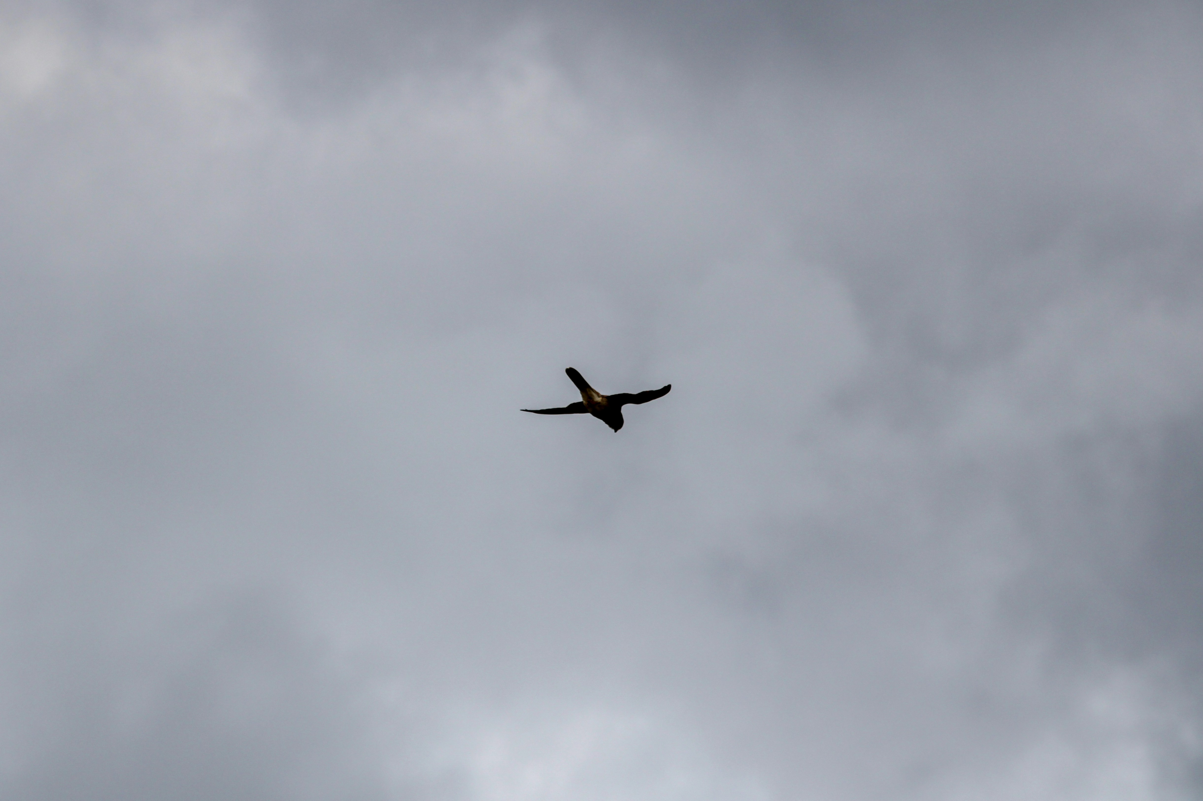 Winged Silhouette Crossing a Grey Sky
