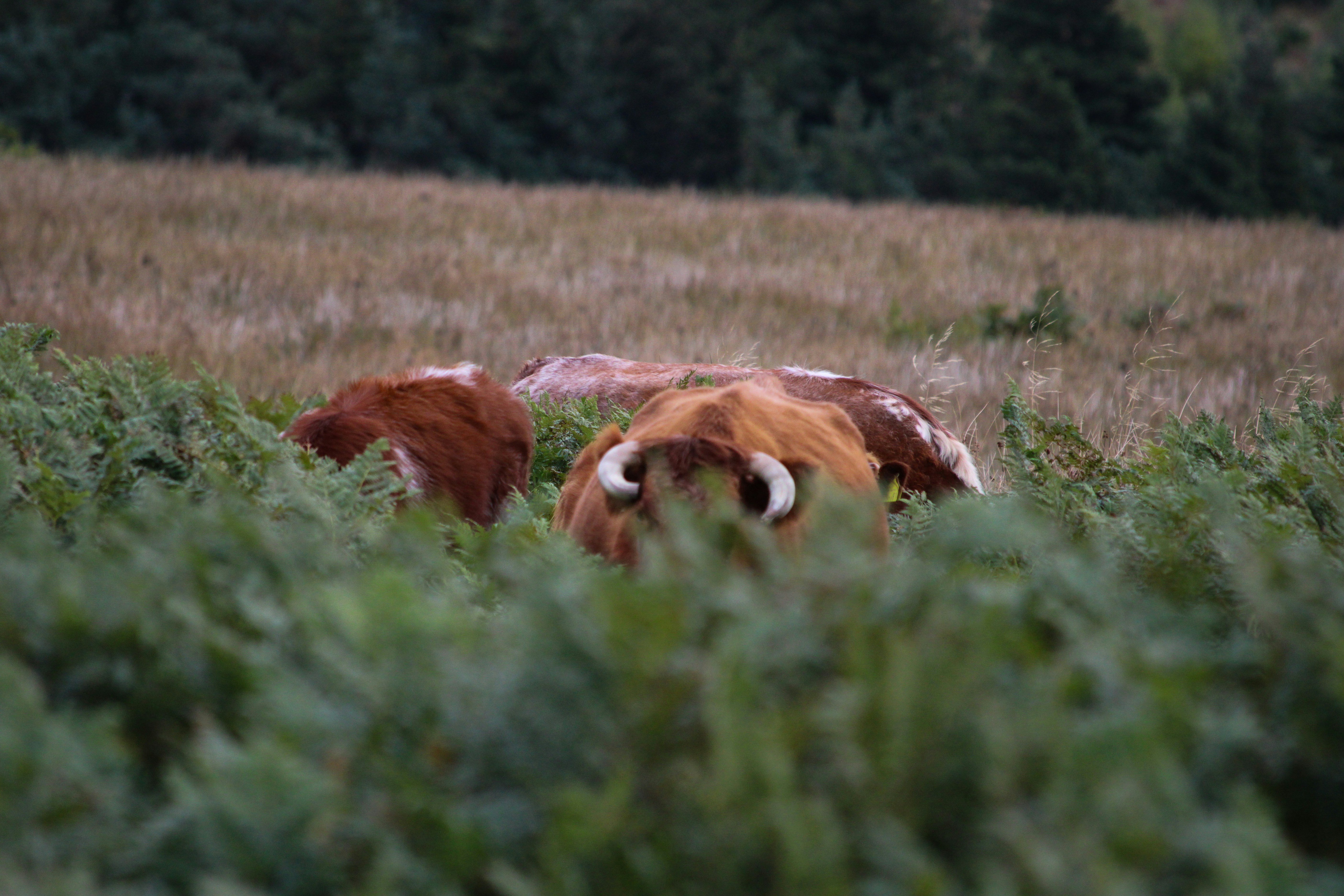 Hidden Giants: Calves Peeking Over the Meadow Verge