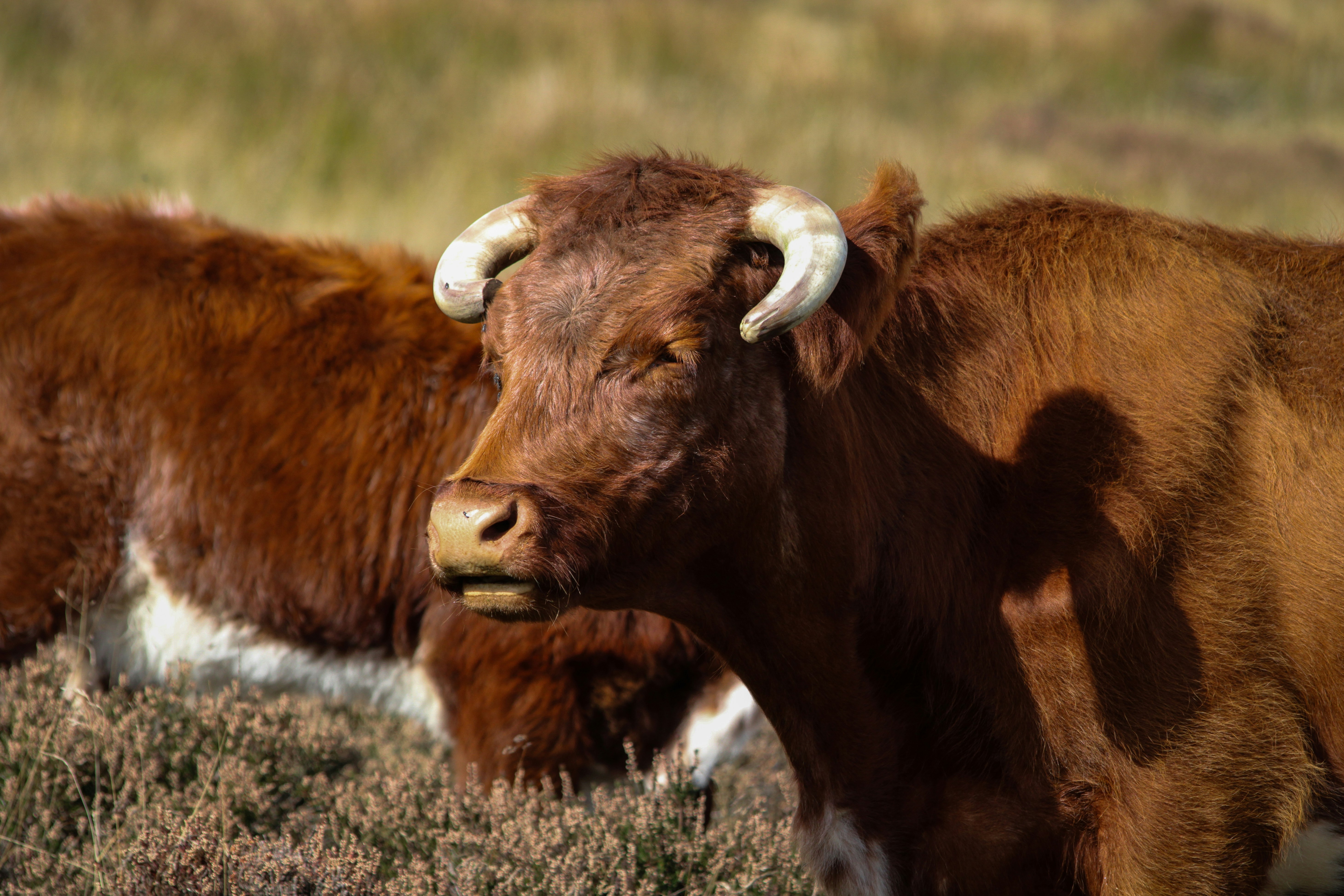 Rumbling Herd: A Highland Bull Commands the Sunlit Field