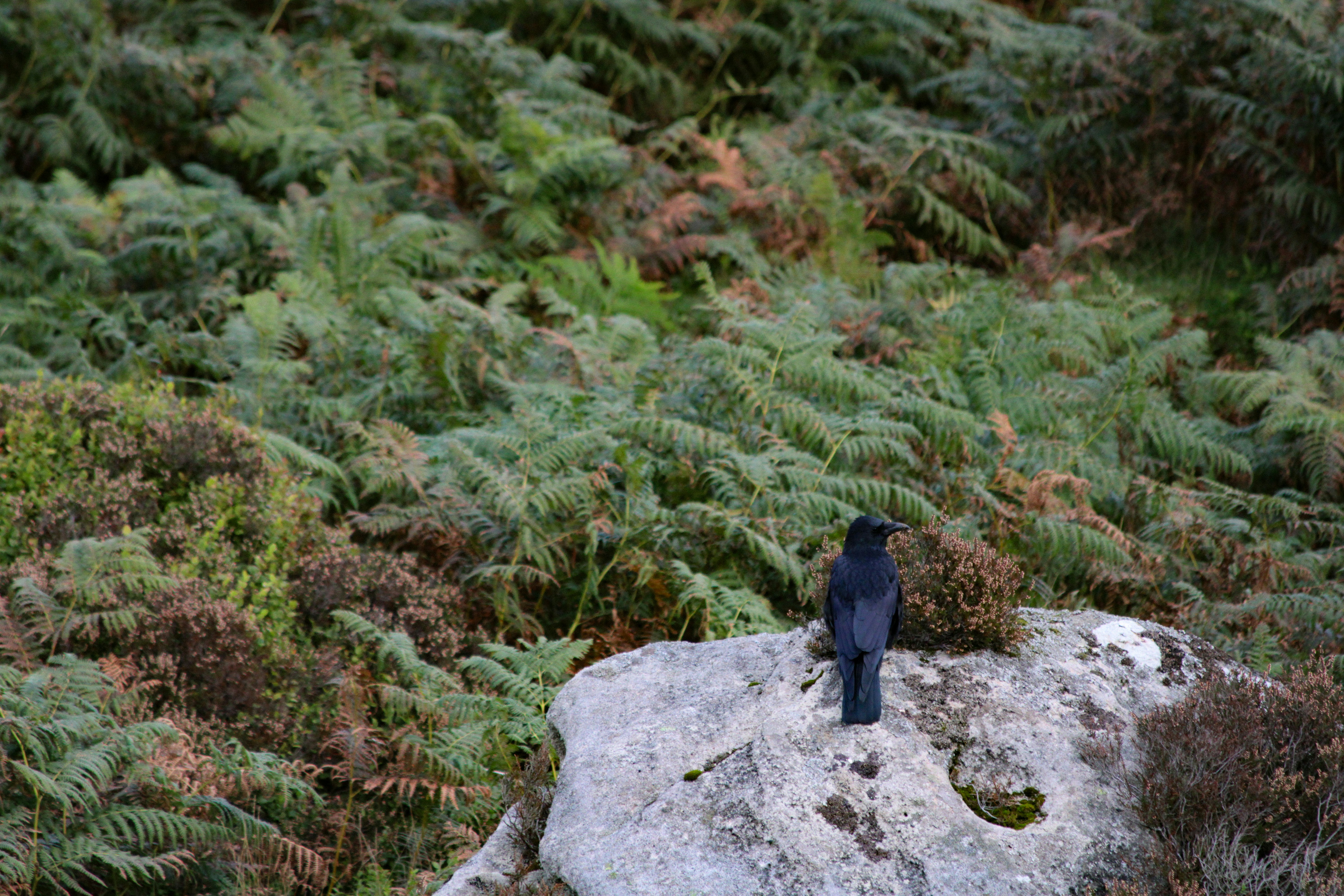 Raven on a Mossy Throne: A lone crow perched on a weathered rock