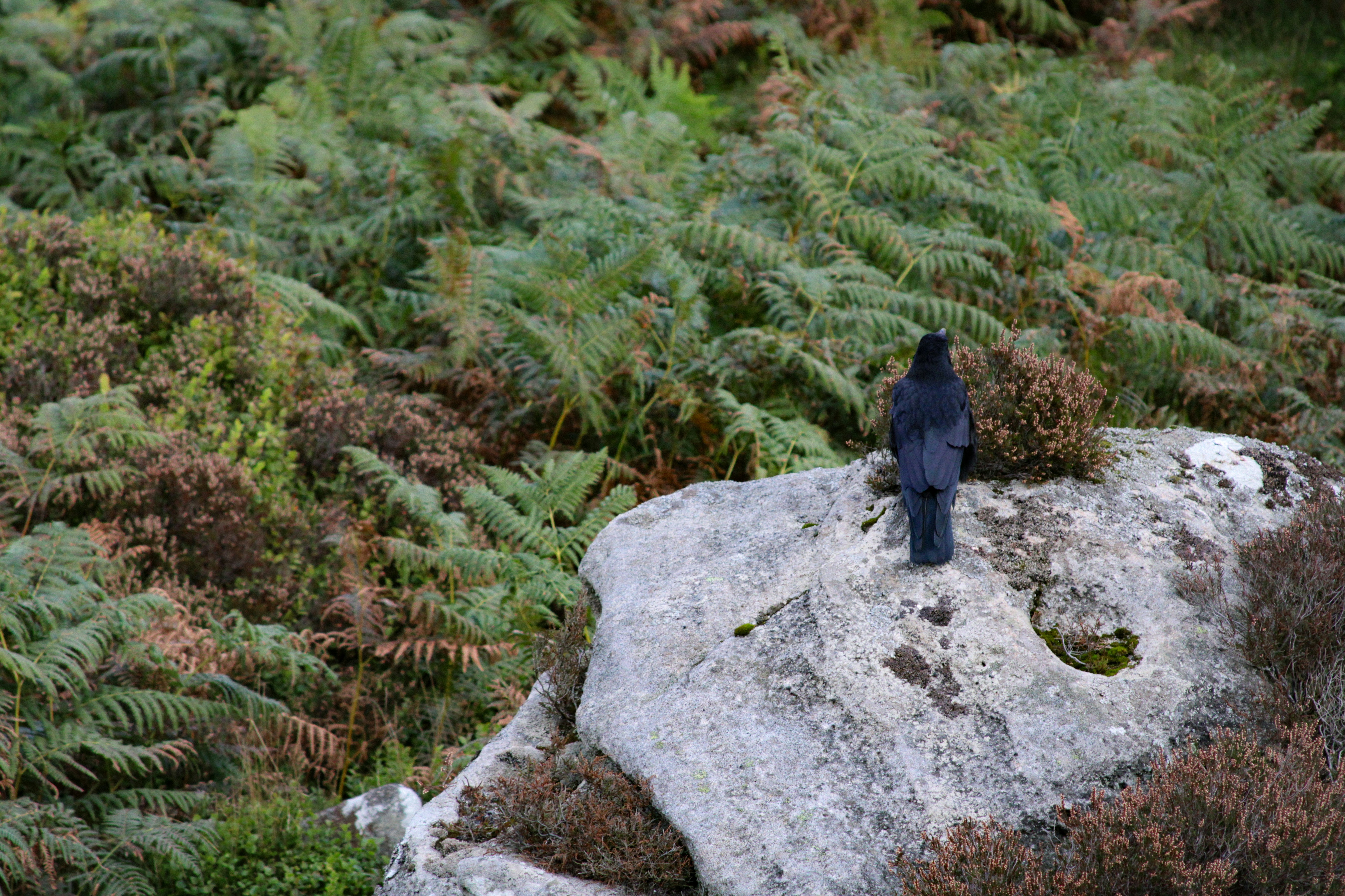 A lone bluebird on a weathered rock amid fern-draped cliffs