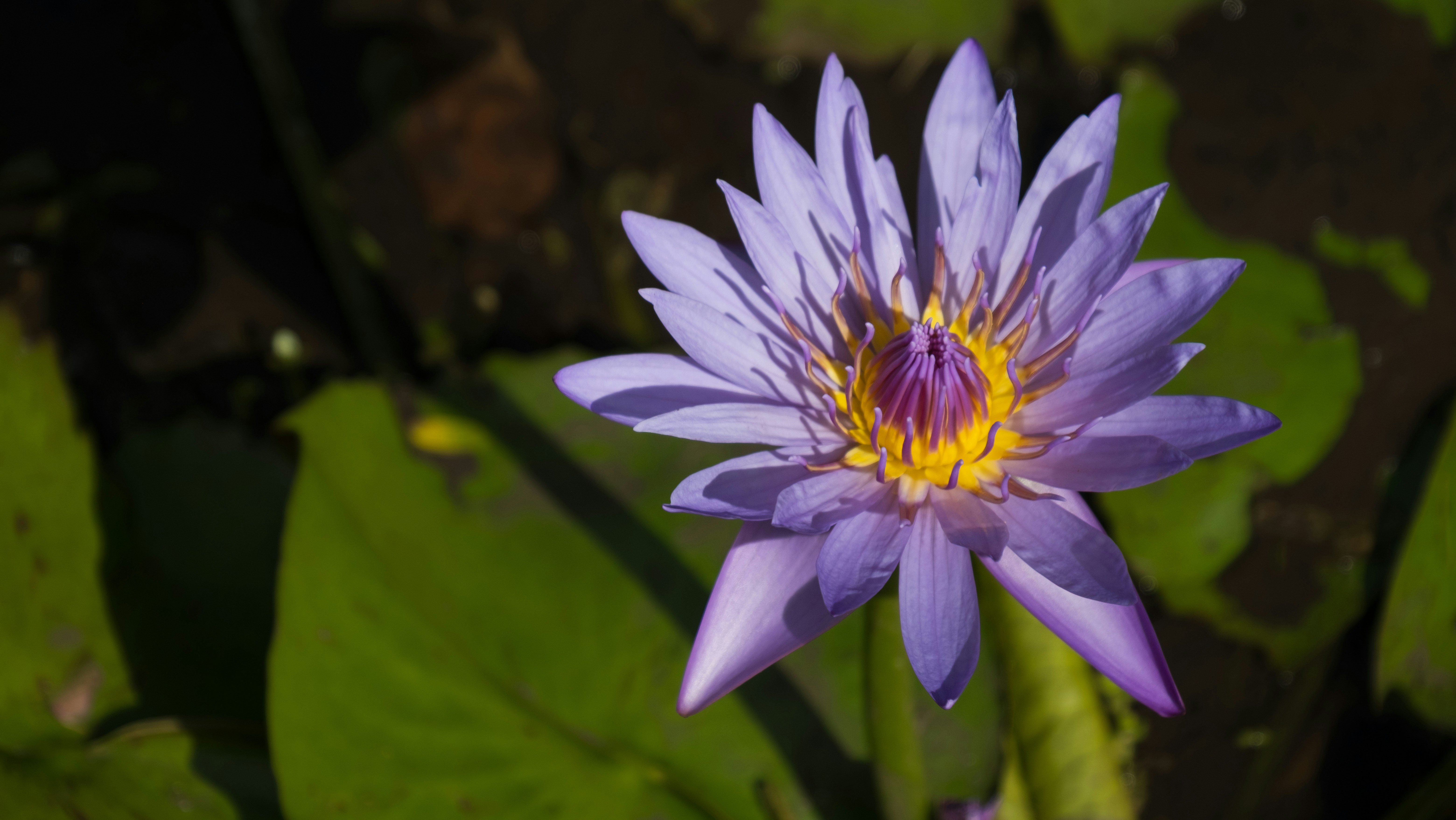 Petal Crown: A Violet Water-Lily in Sharp Focus