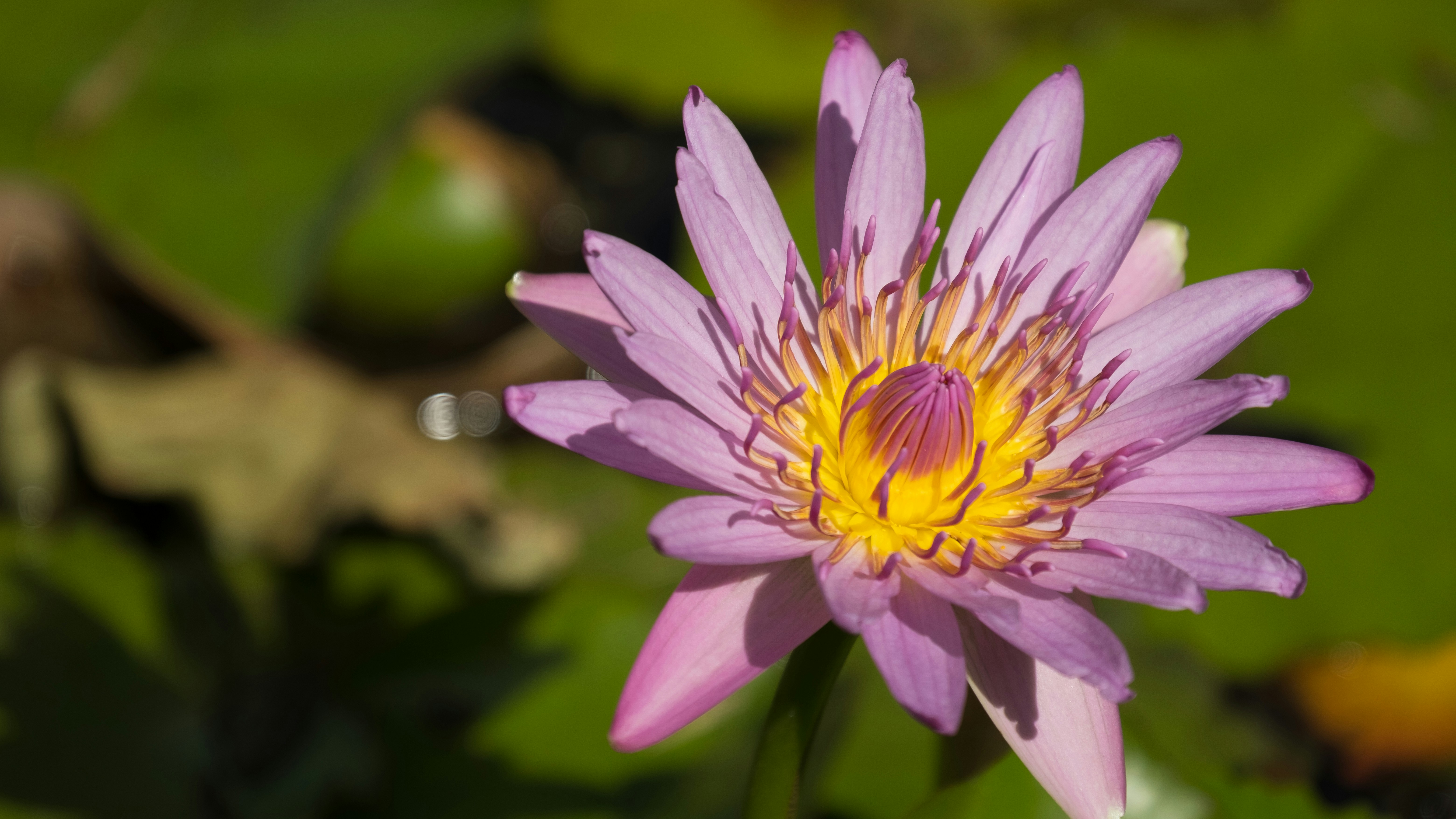Pink Water Lily in Quiet Pond