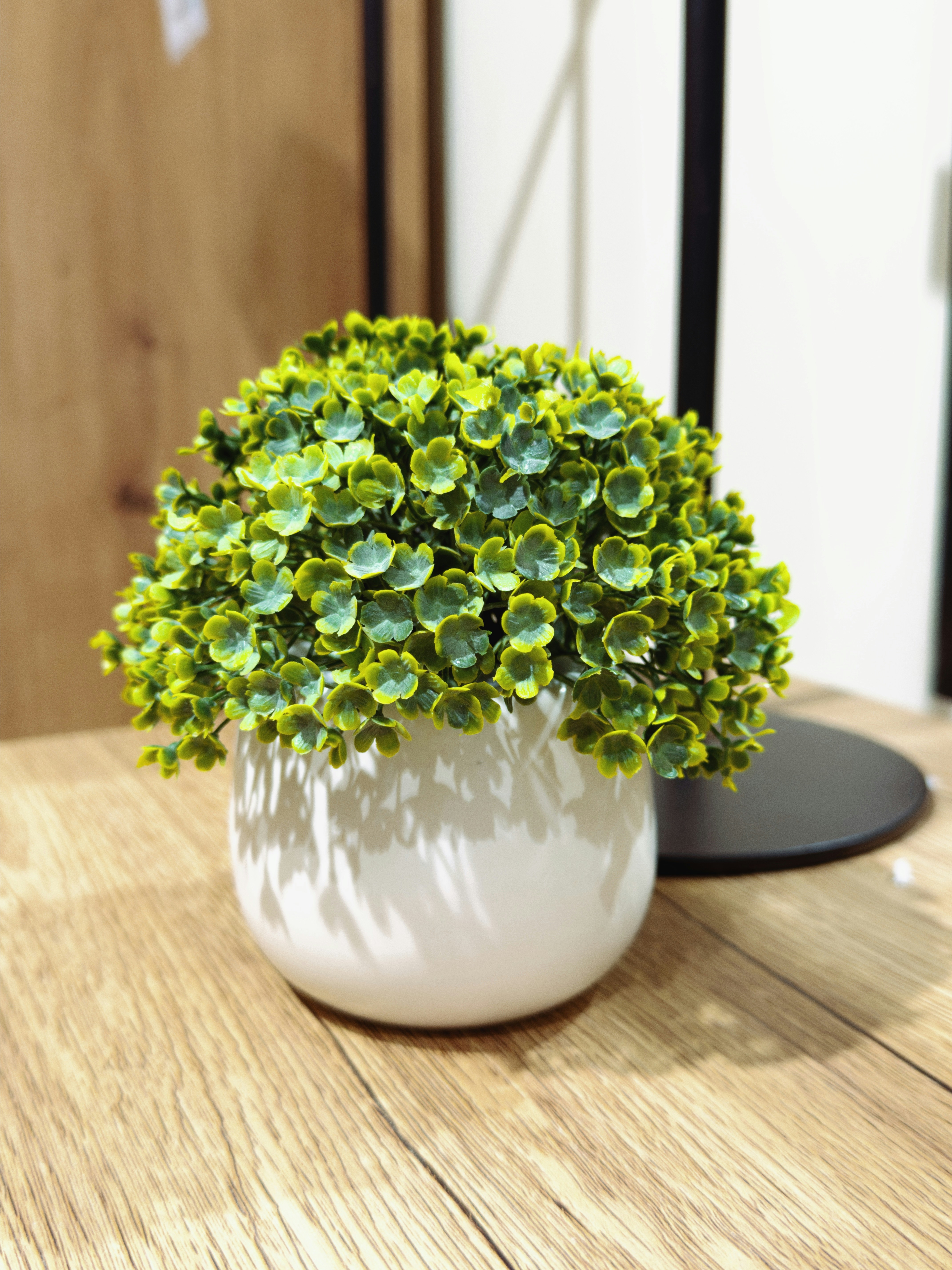 Verdant Hemisphere: A Ceramic Pot of Eucalytus-like Foliage on a Wooden Desk