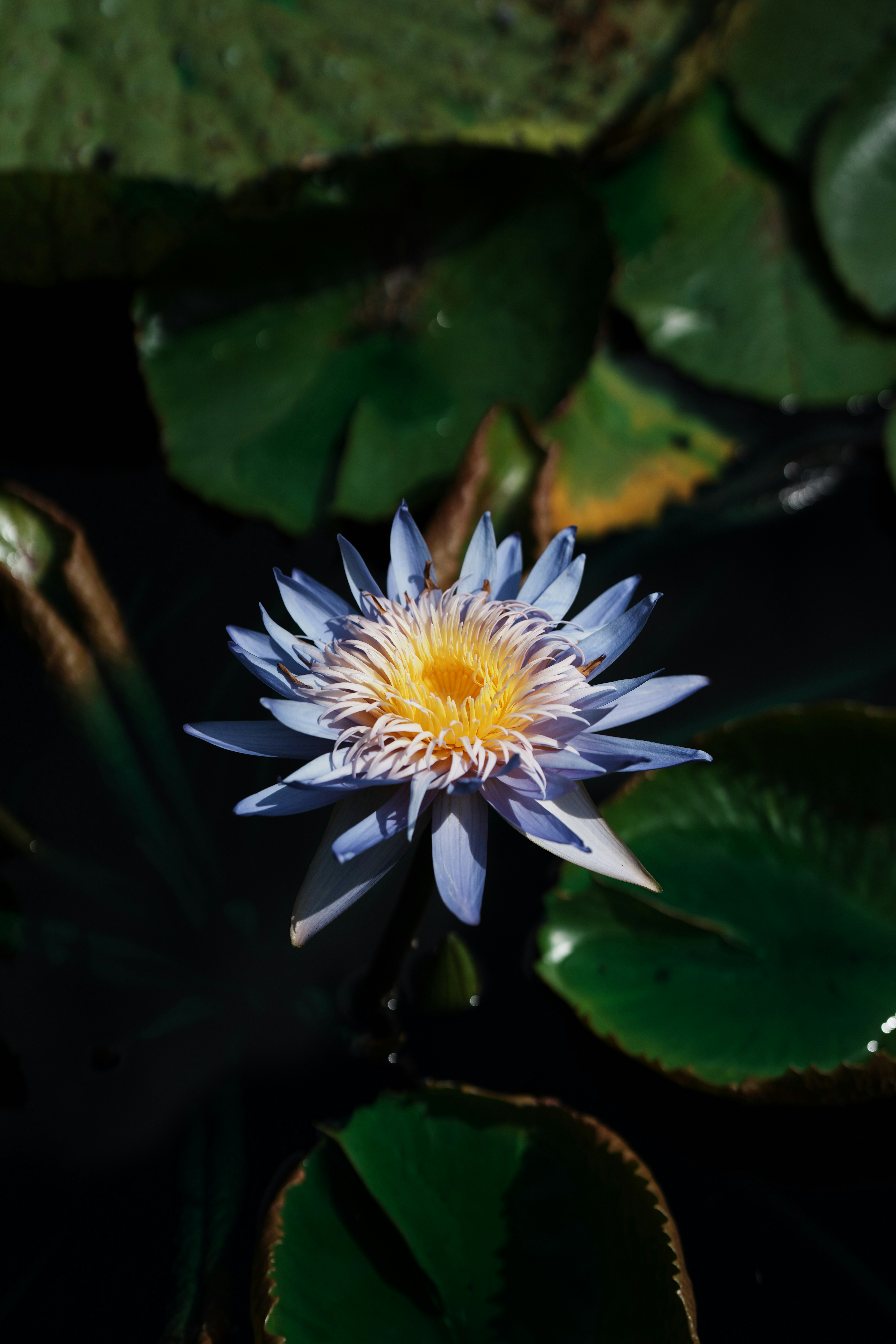 Blue Water Lily Centered in Quiet Pond Light