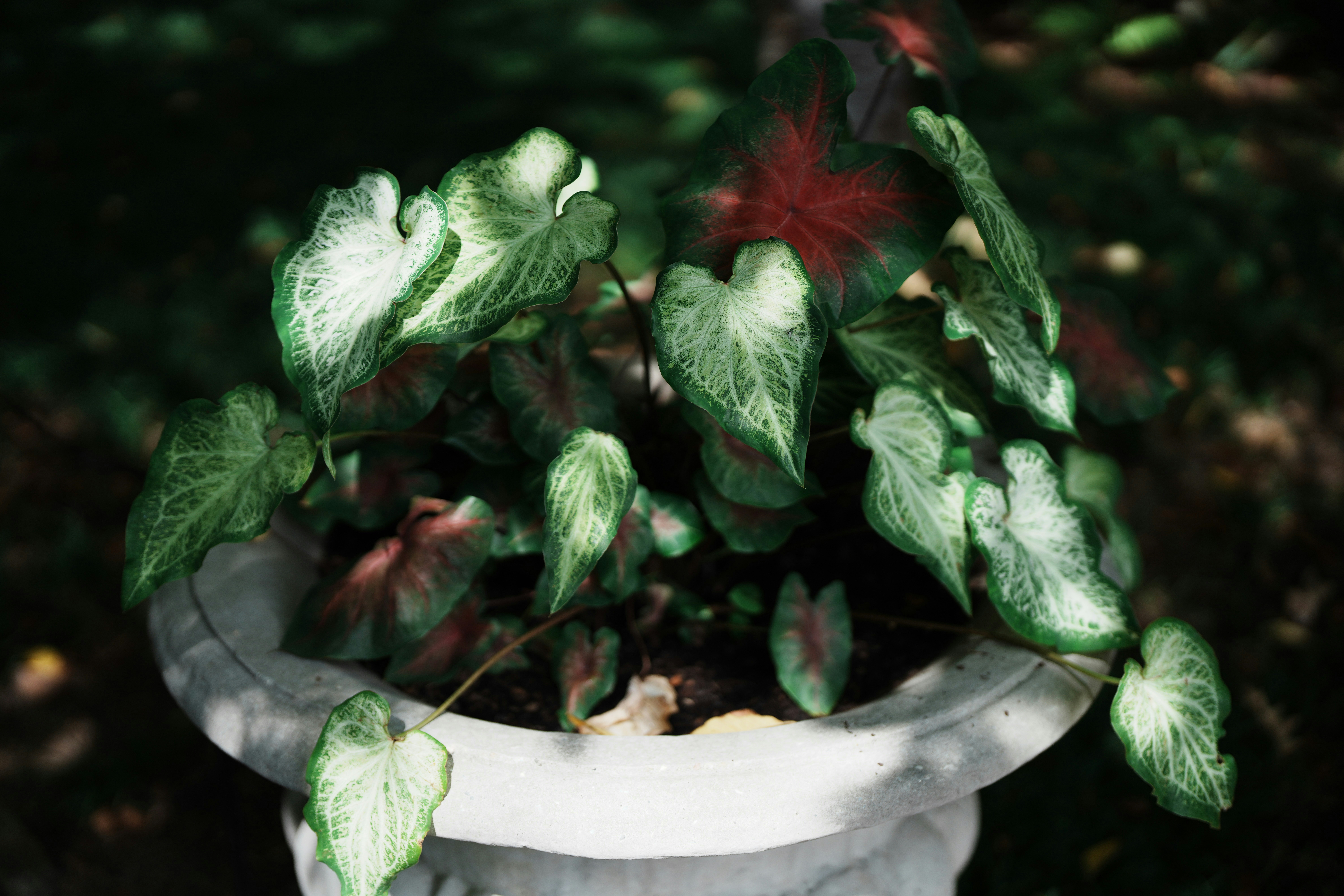 Ivy in a Weathered Pot: Dappled Light on Variegated Leaves