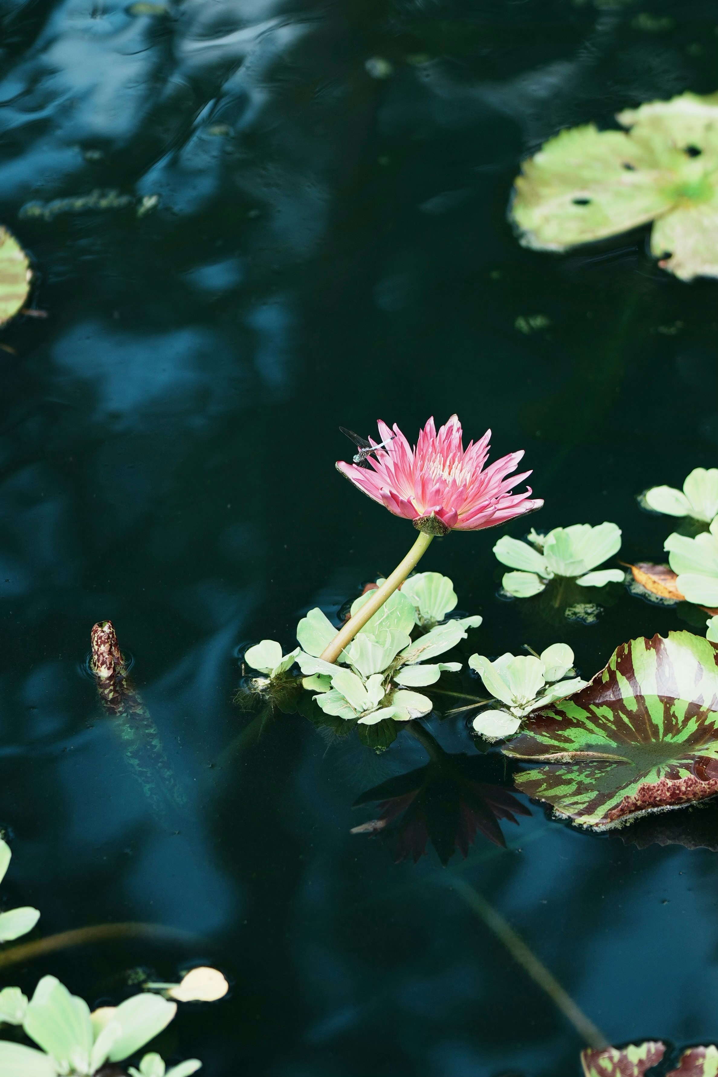 A pink water lily with a dragonfly on dark pond water with lily pads