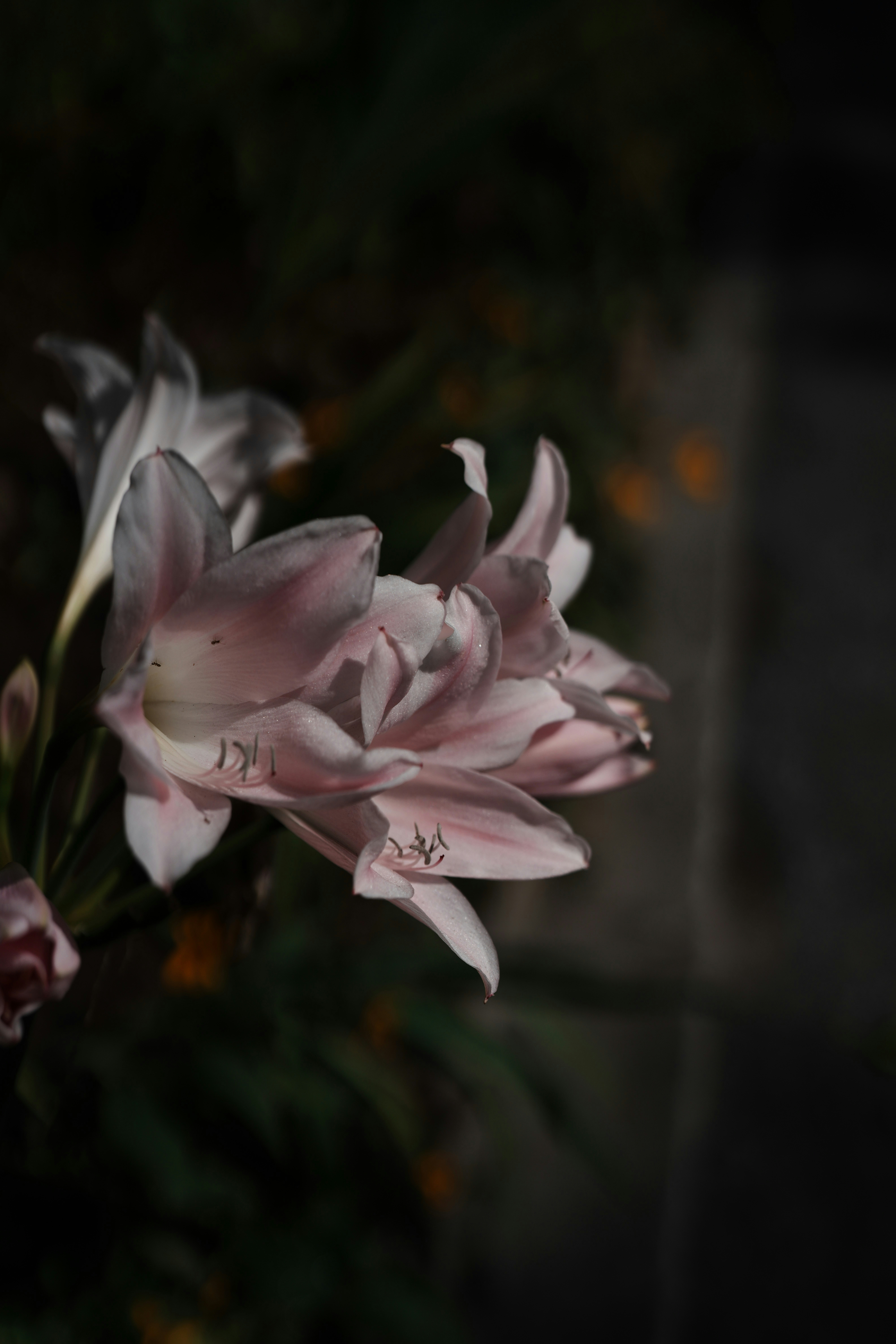 Soft-petaled Pink Lily Cluster in Gentle Shadow